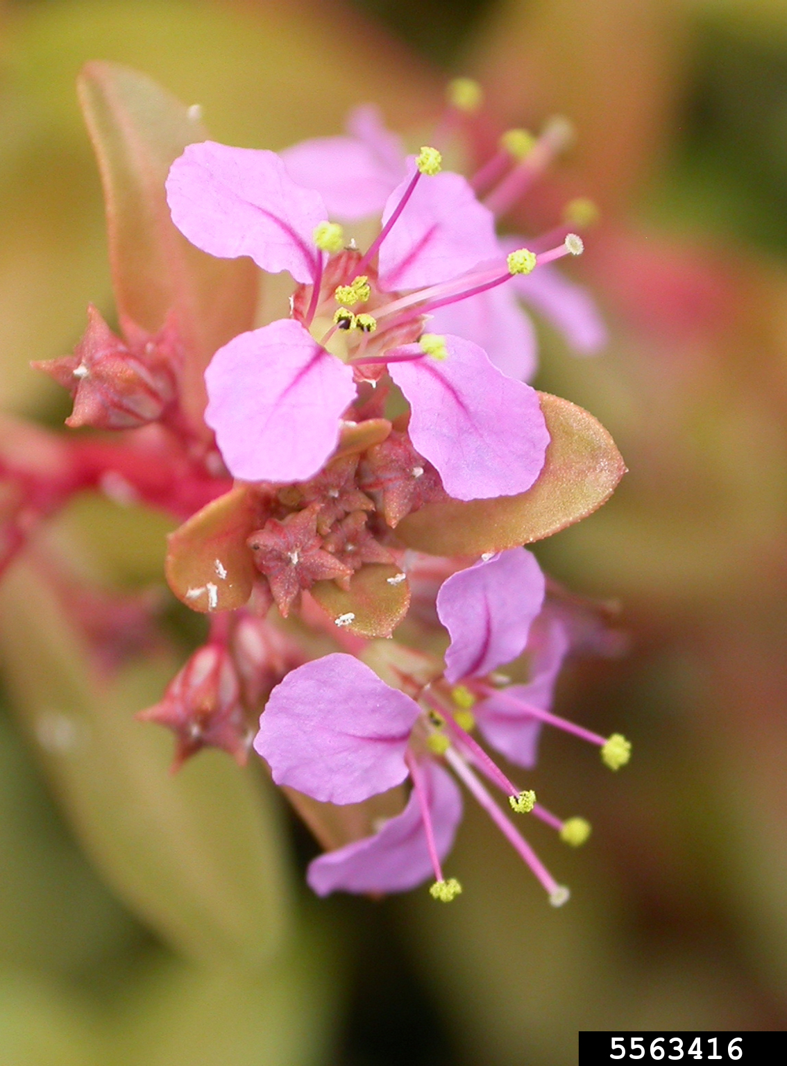 red-stem (Nesaea pedicellata)