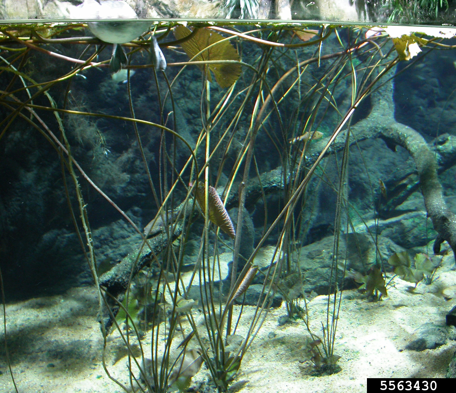waterlilies (Genus Nymphaea)