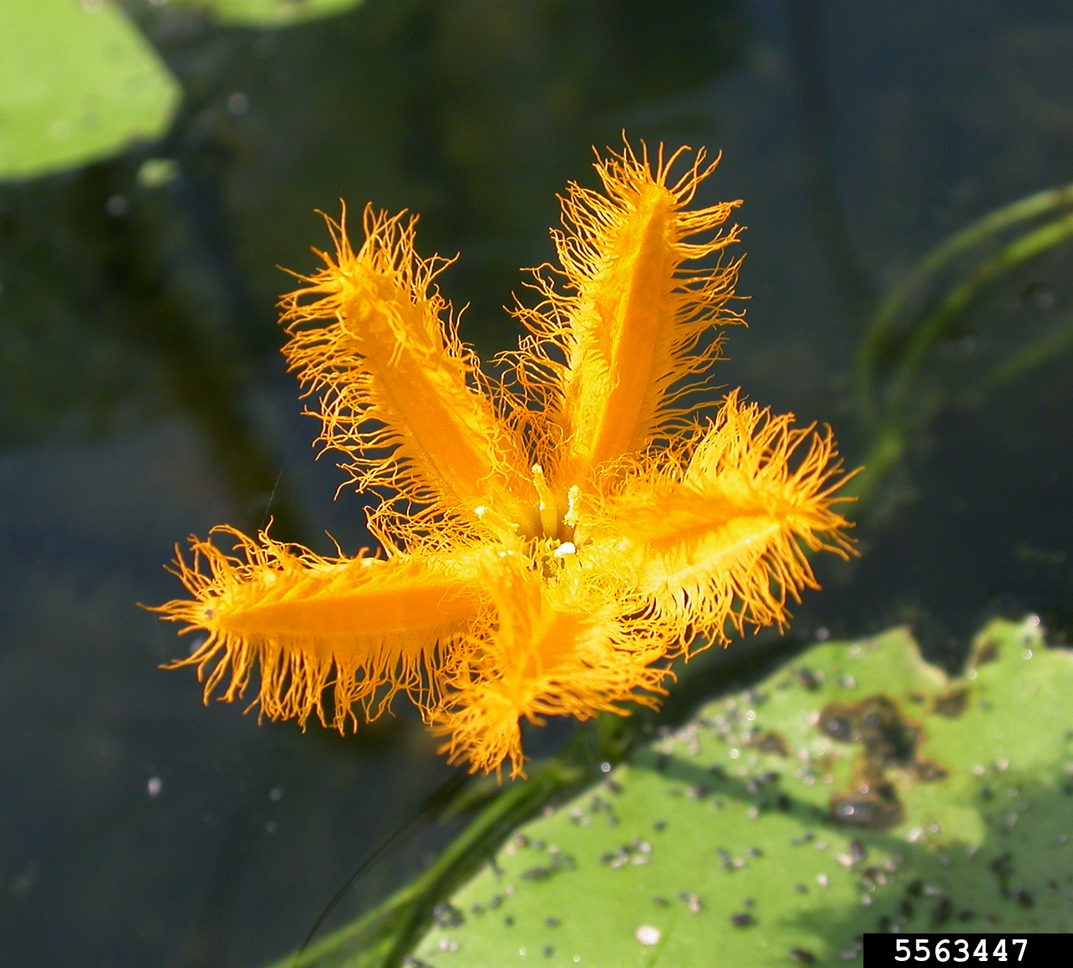 wavy marshwort (Nymphoides crenata (F. Muell.) Kuntze)