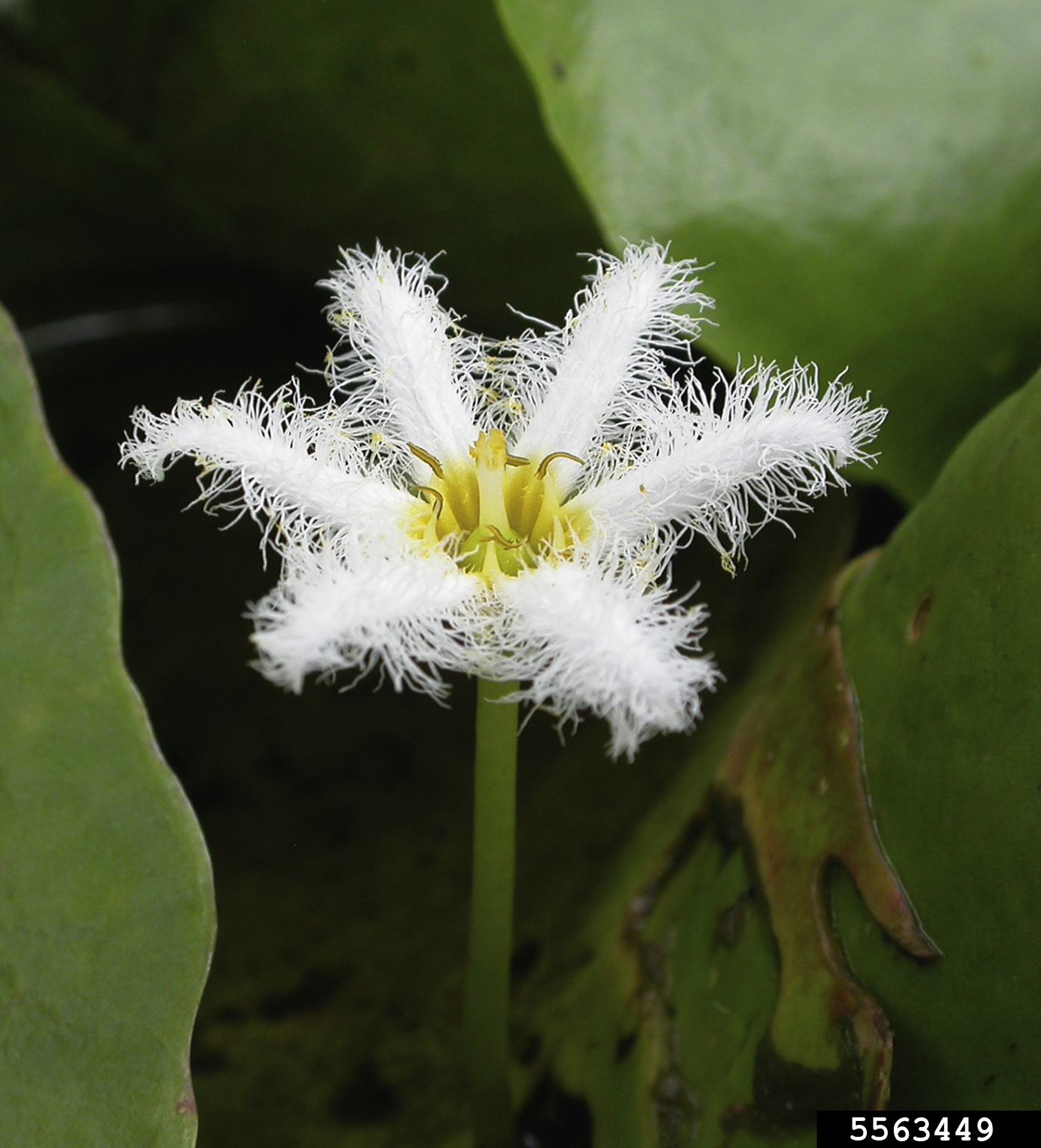 water snowflake (Nymphoides indica)