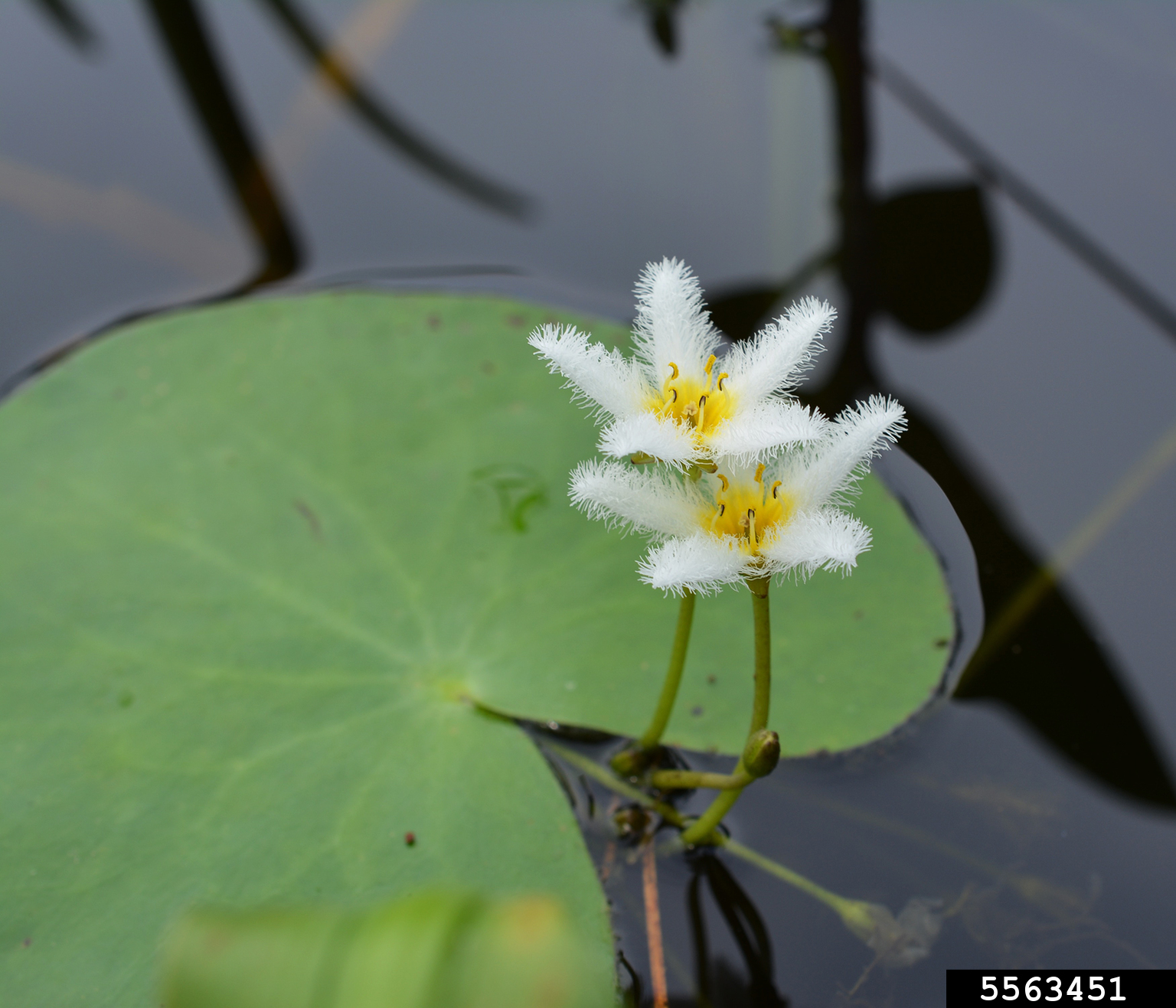 water snowflake (Nymphoides indica)