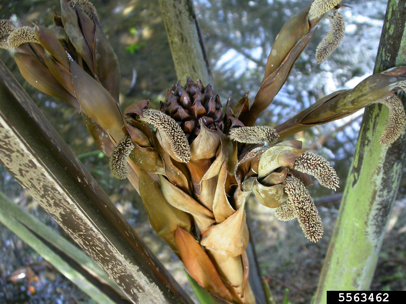 nipa palm (Nypa fruticans)
