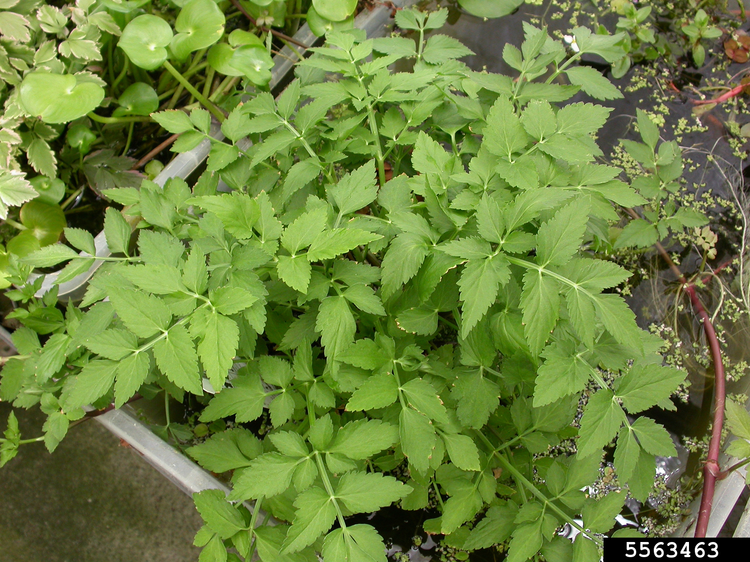 Java waterdropwort (Oenanthe javanica)