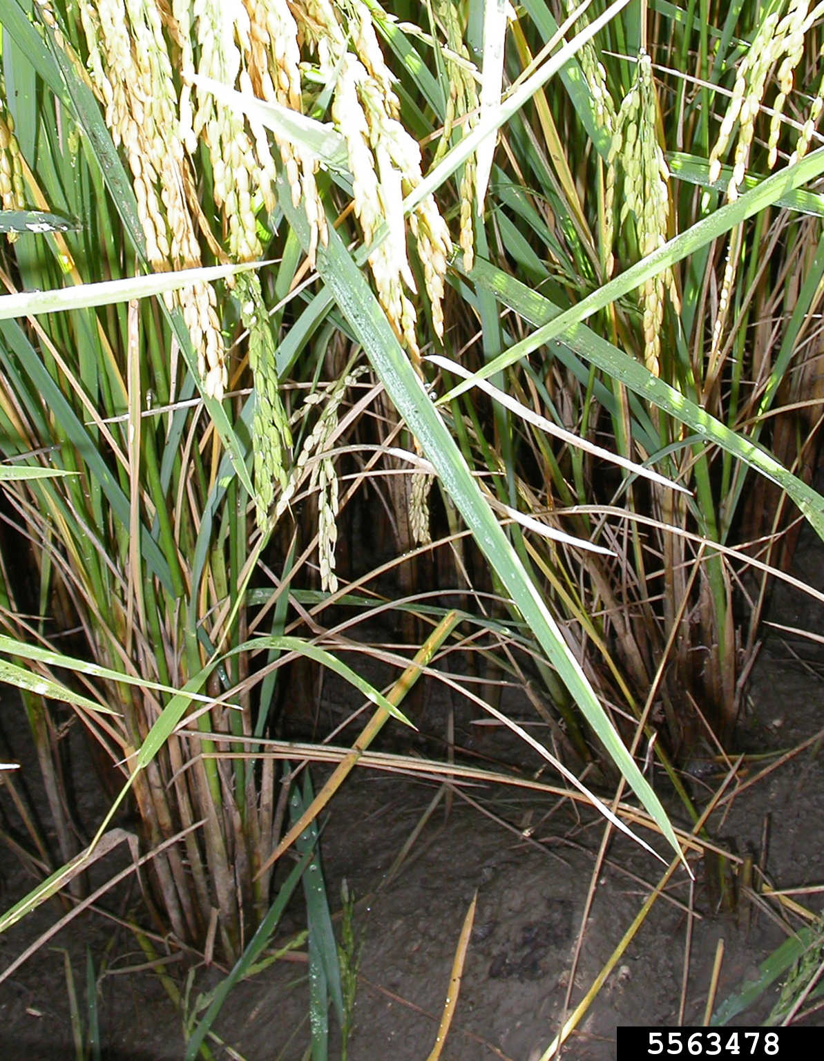 rice (Oryza sativa)