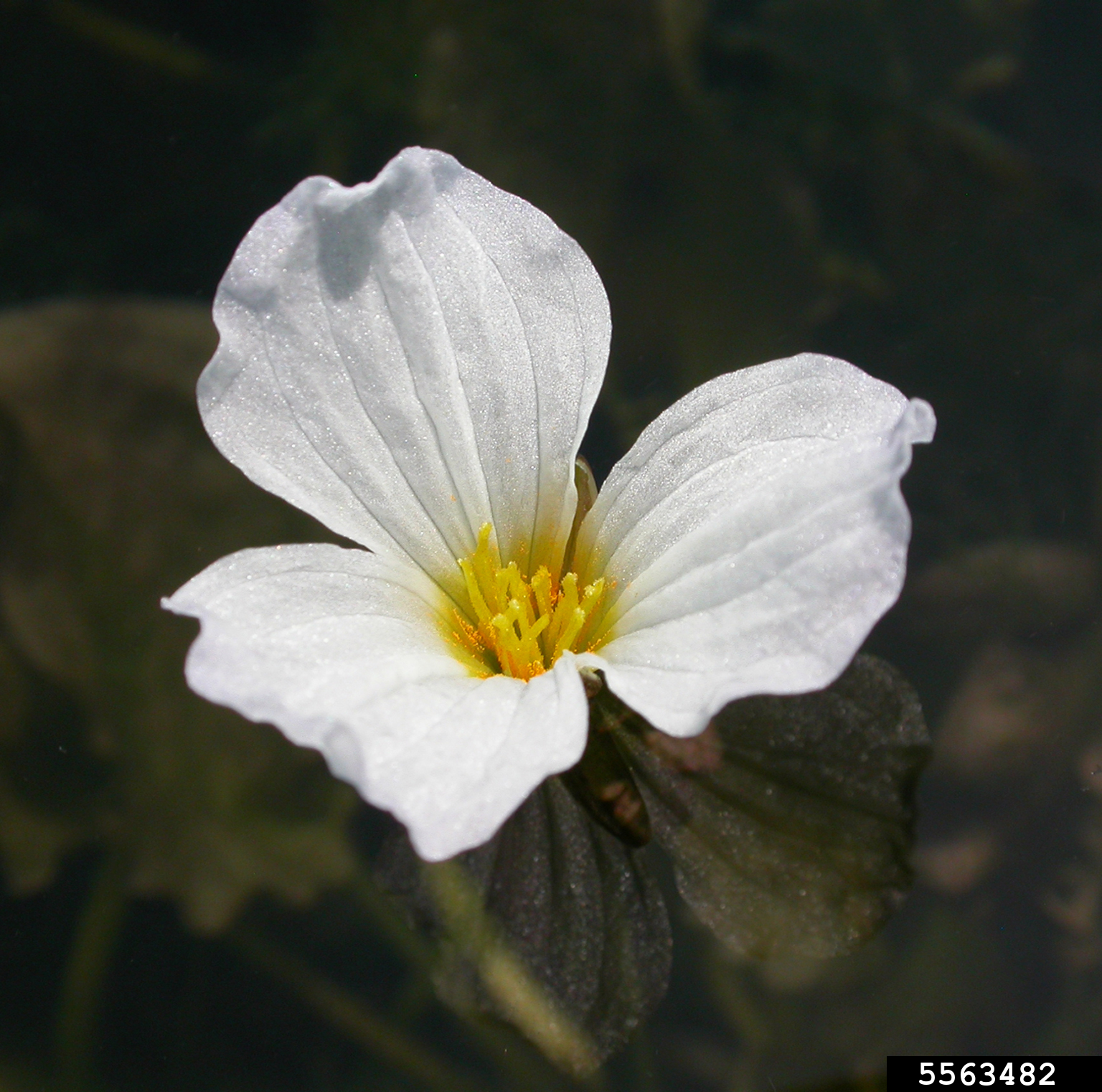 duck-lettuce (Ottelia alismoides)