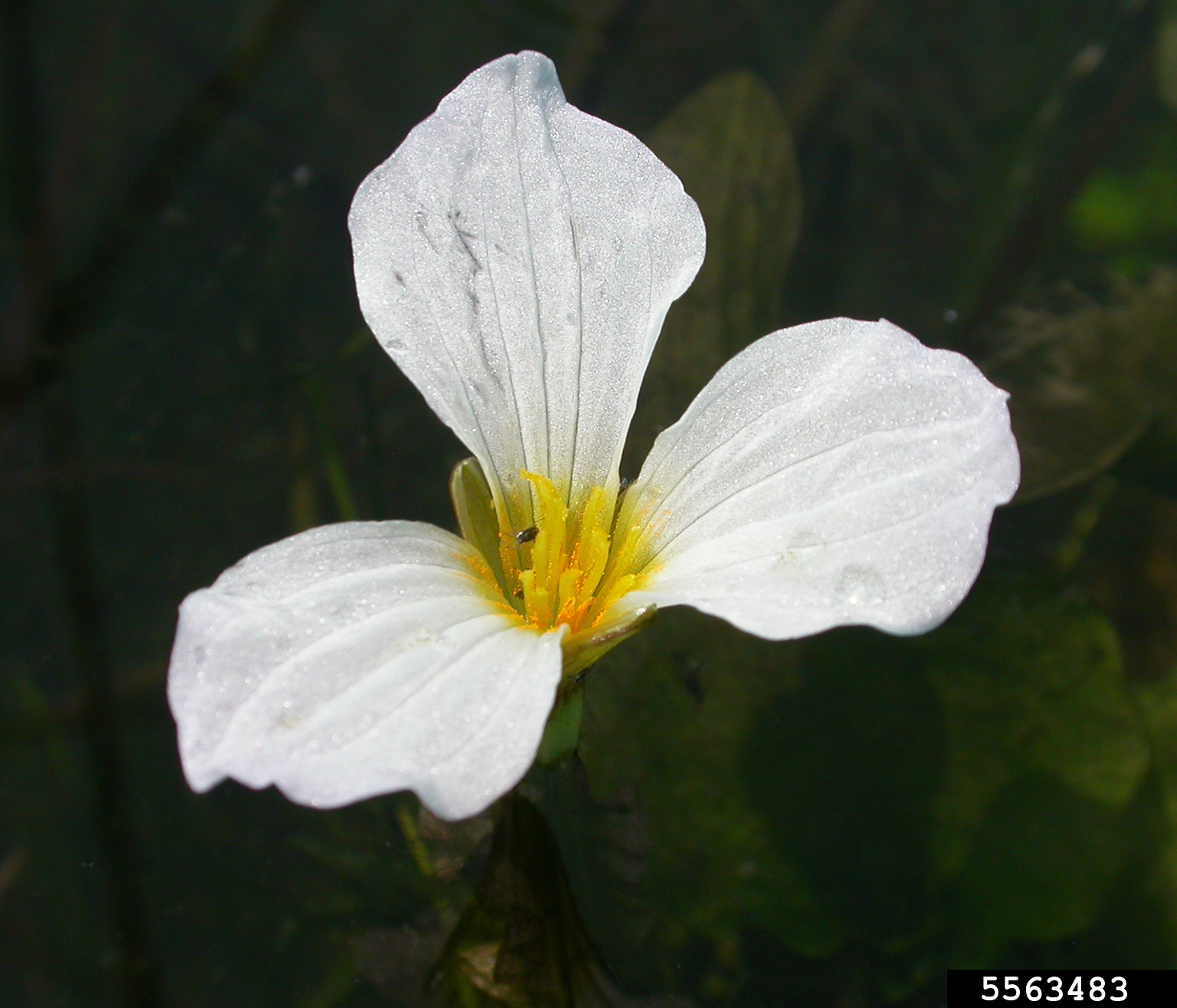 duck-lettuce (Ottelia alismoides (Linnaeus) Pers.)