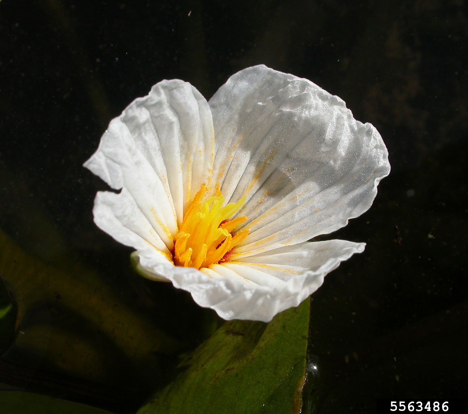 swamp lily (Ottelia ovalifolia)