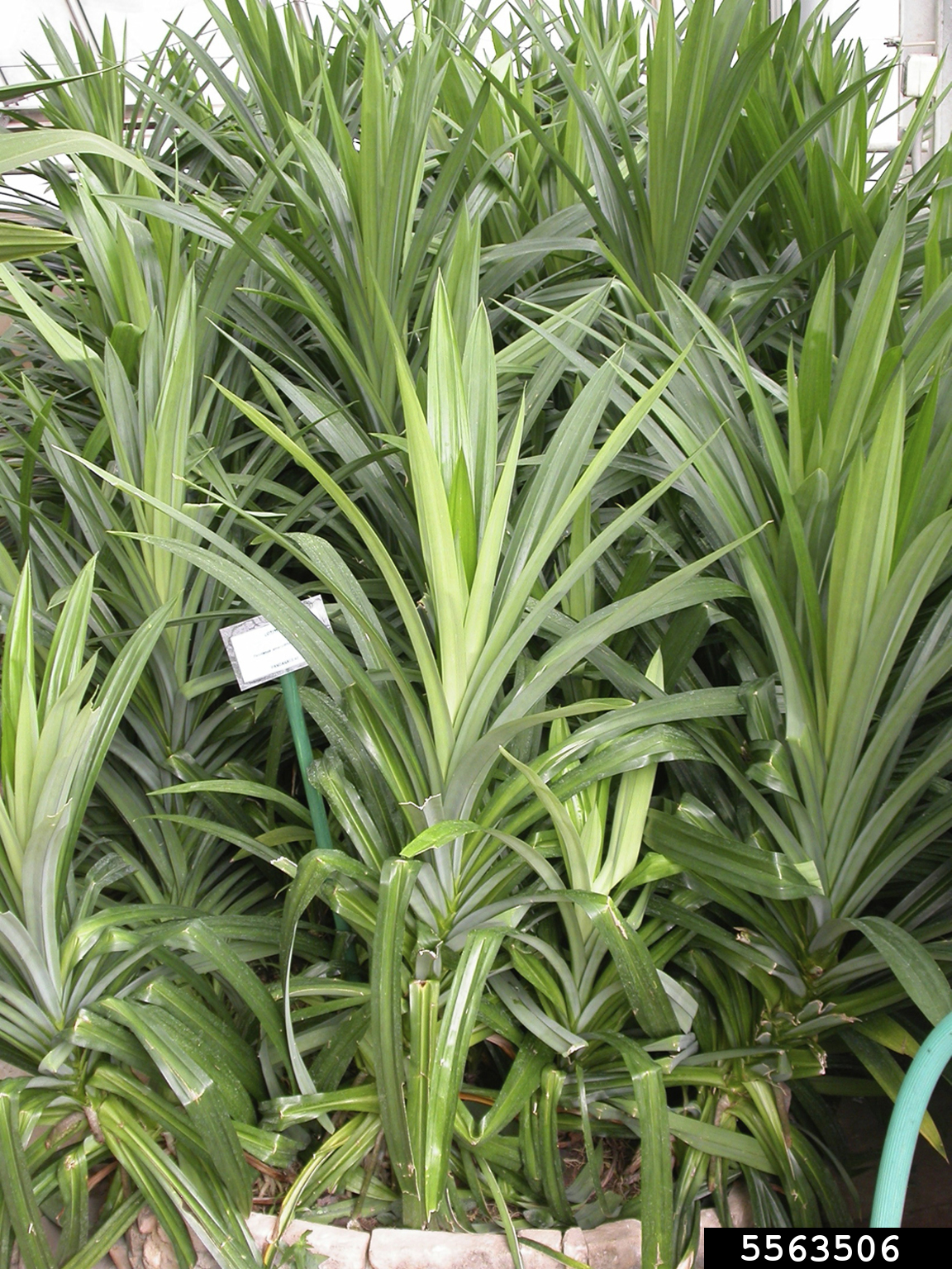 pandanus palm (Pandanus amarylifolius Roxb.)