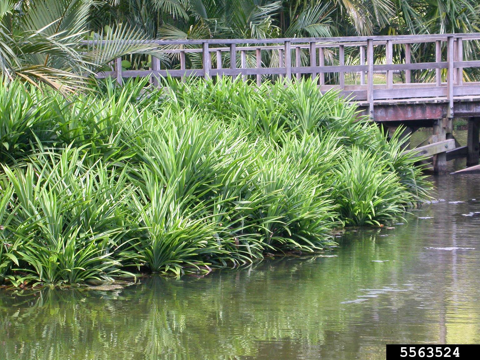screwpine (Genus Pandanus)