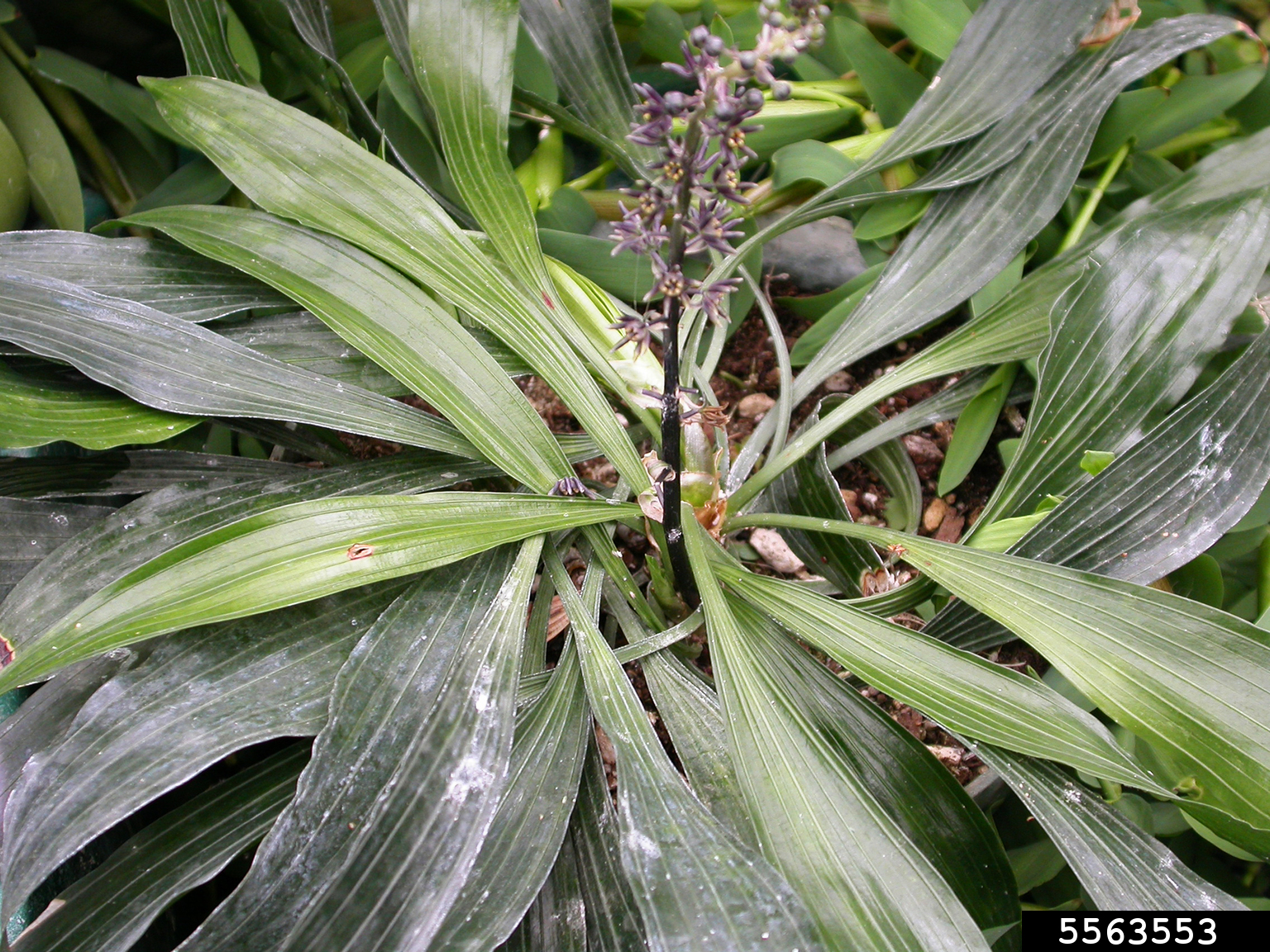 China lily (Genus Peliosanthes Andrews)