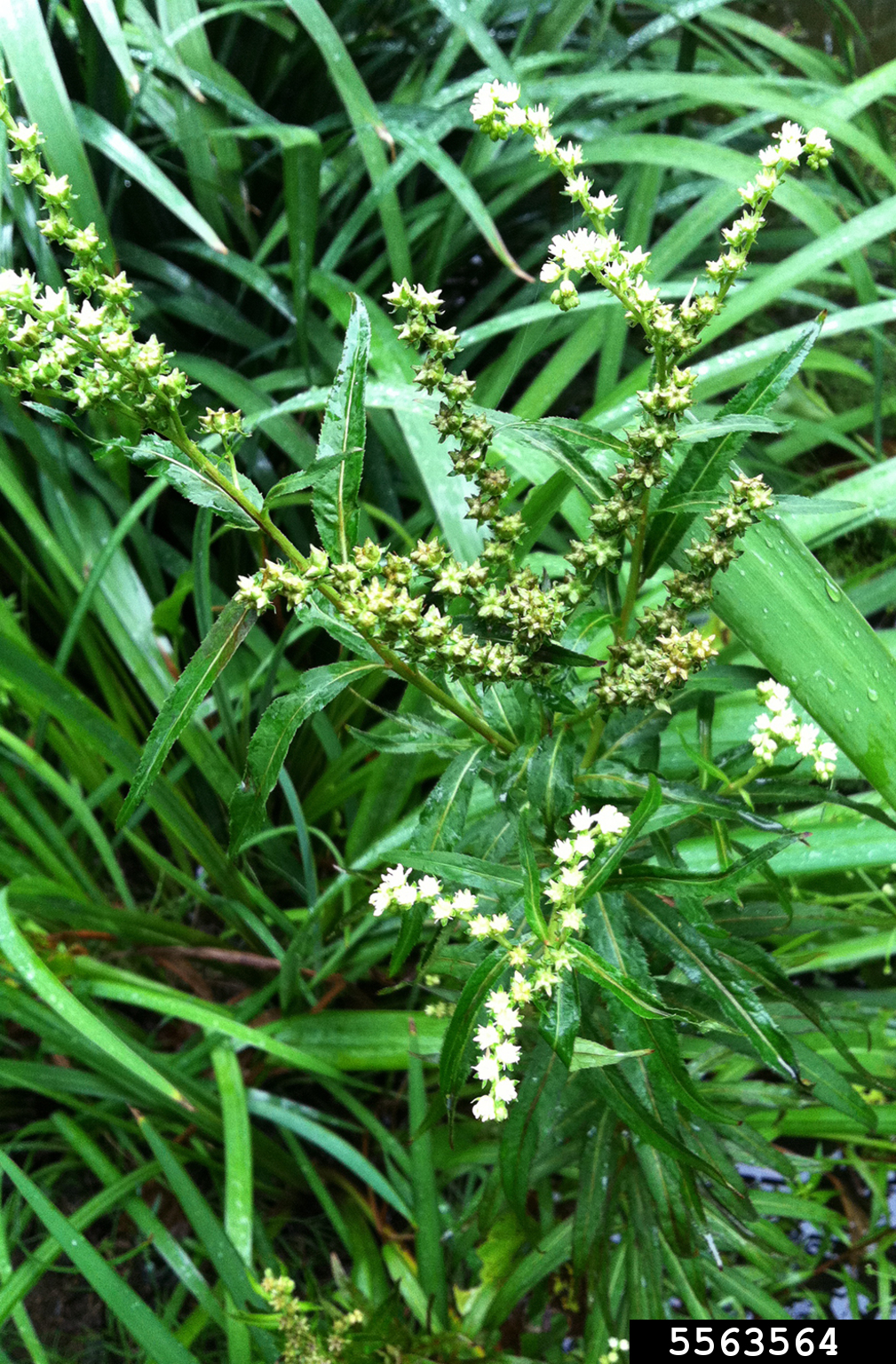 ditch stone crop (Penthorum chinense)