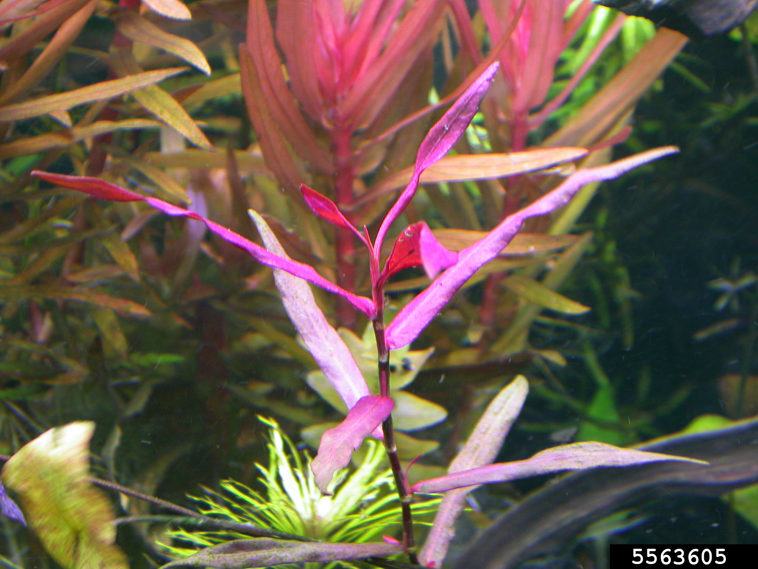 swamp smartweed (Persicaria hydropiperoides (Michx.) Small)