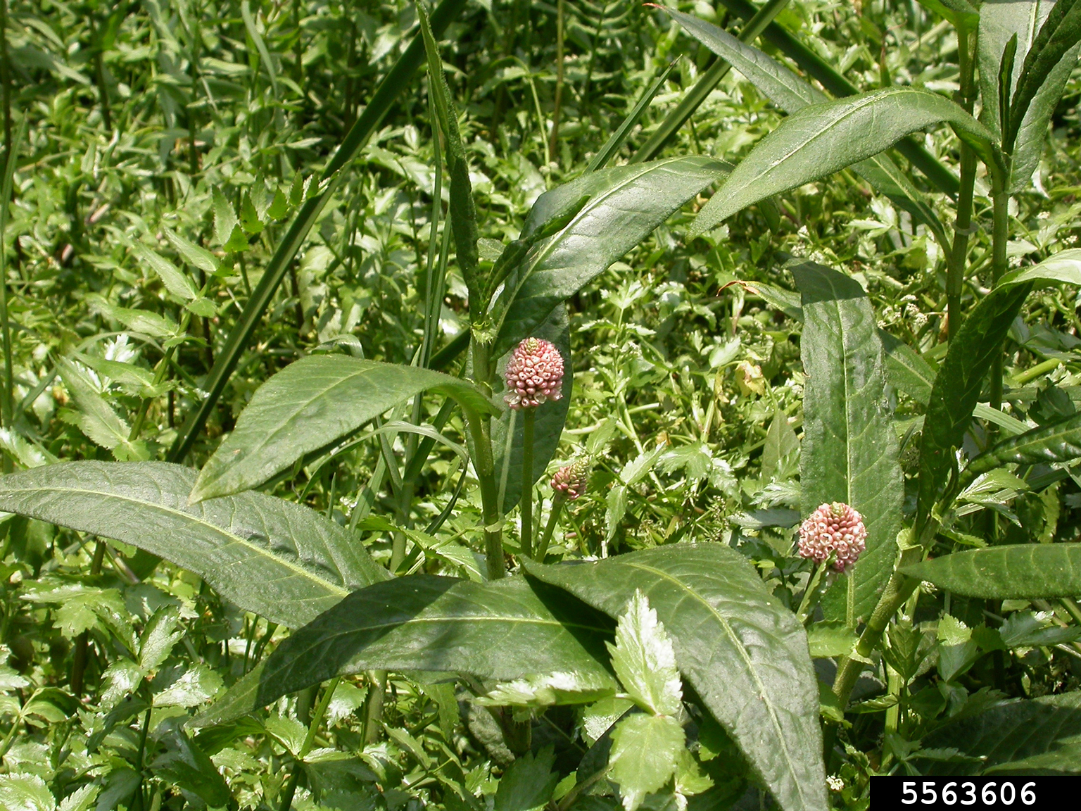 smartweed (Genus Persicaria)