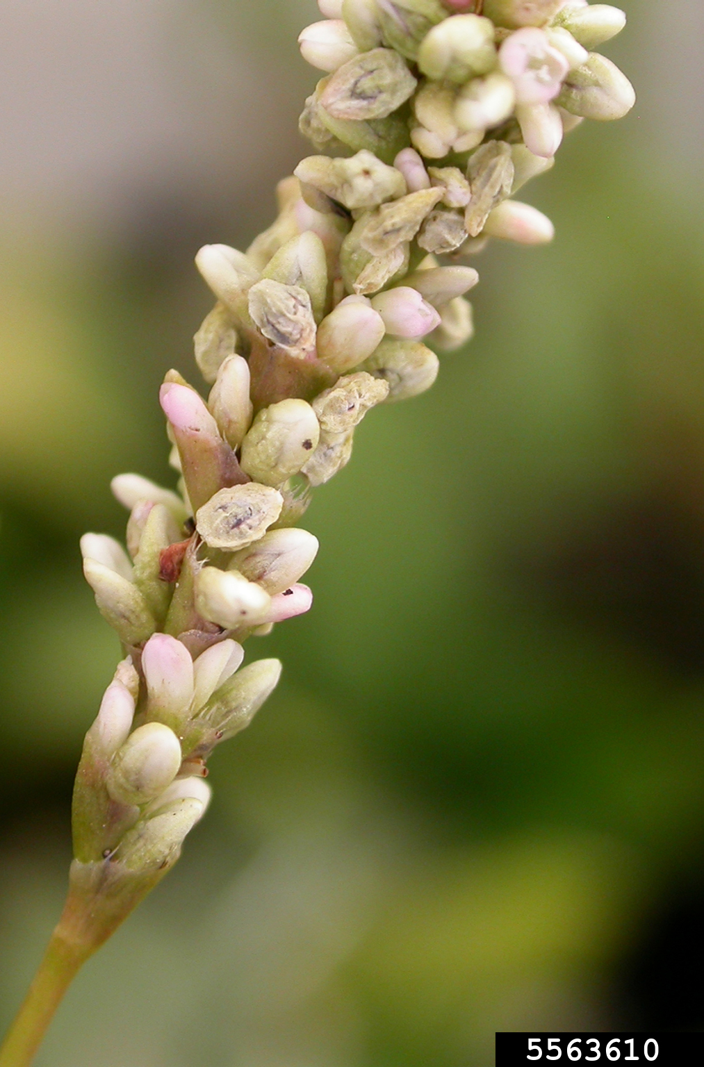 smartweed (Genus Persicaria)