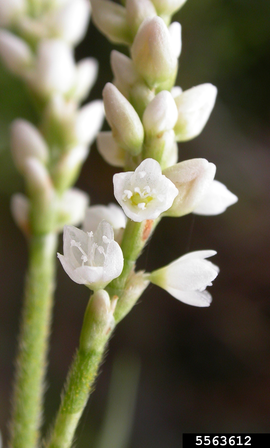 smartweed (Genus Persicaria (L.) Mill.)