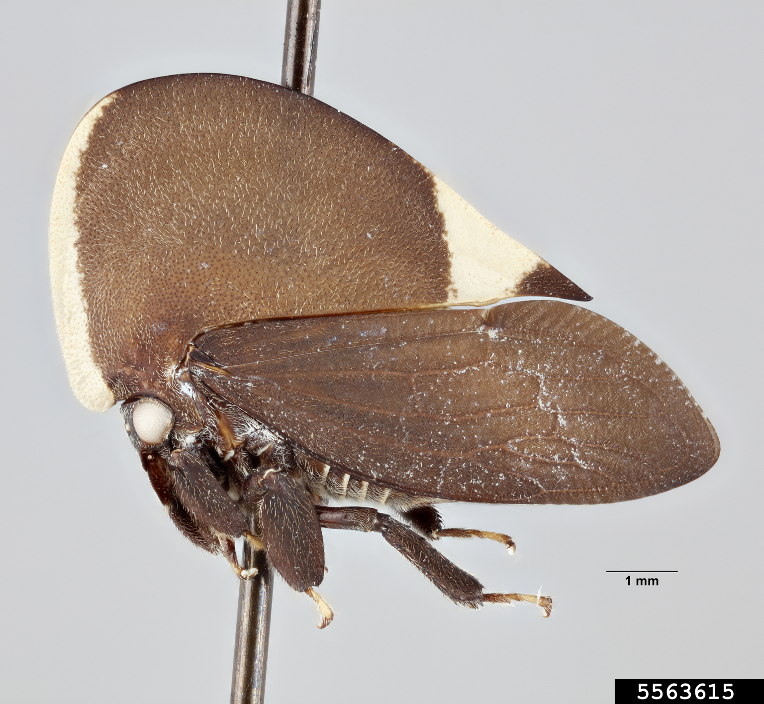 Treehopper (Membracis tectigera)