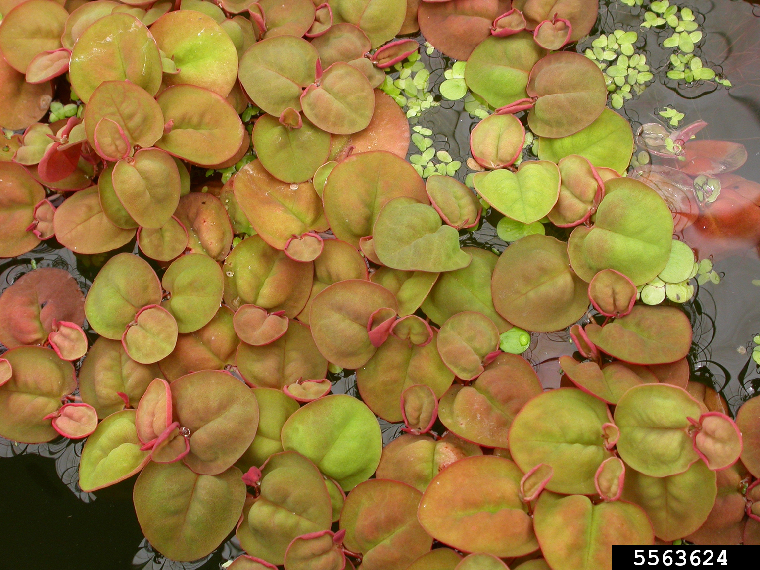 red-root floater (Phyllanthus fluitans)