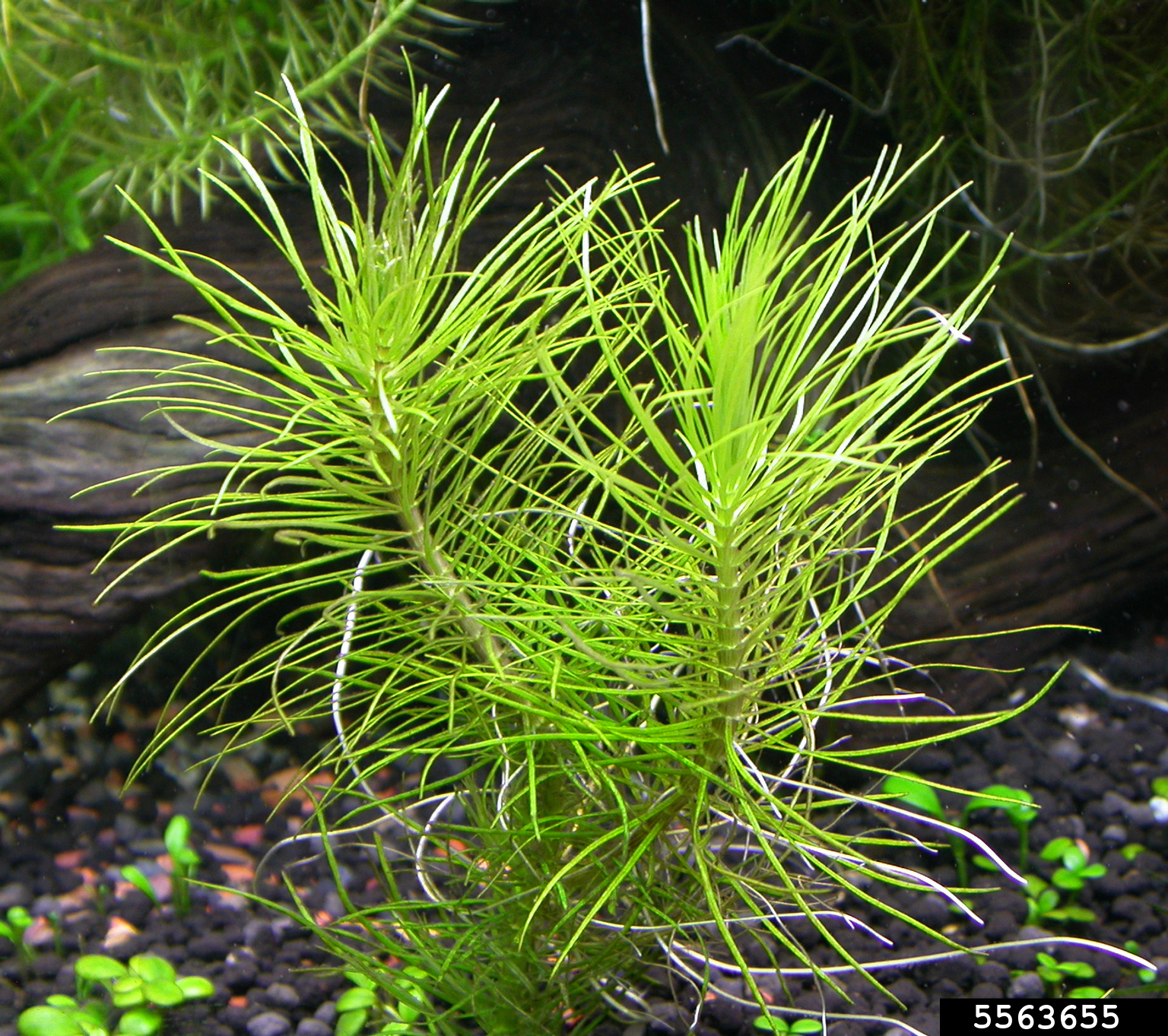 pogostemon (Pogostemon erectus)