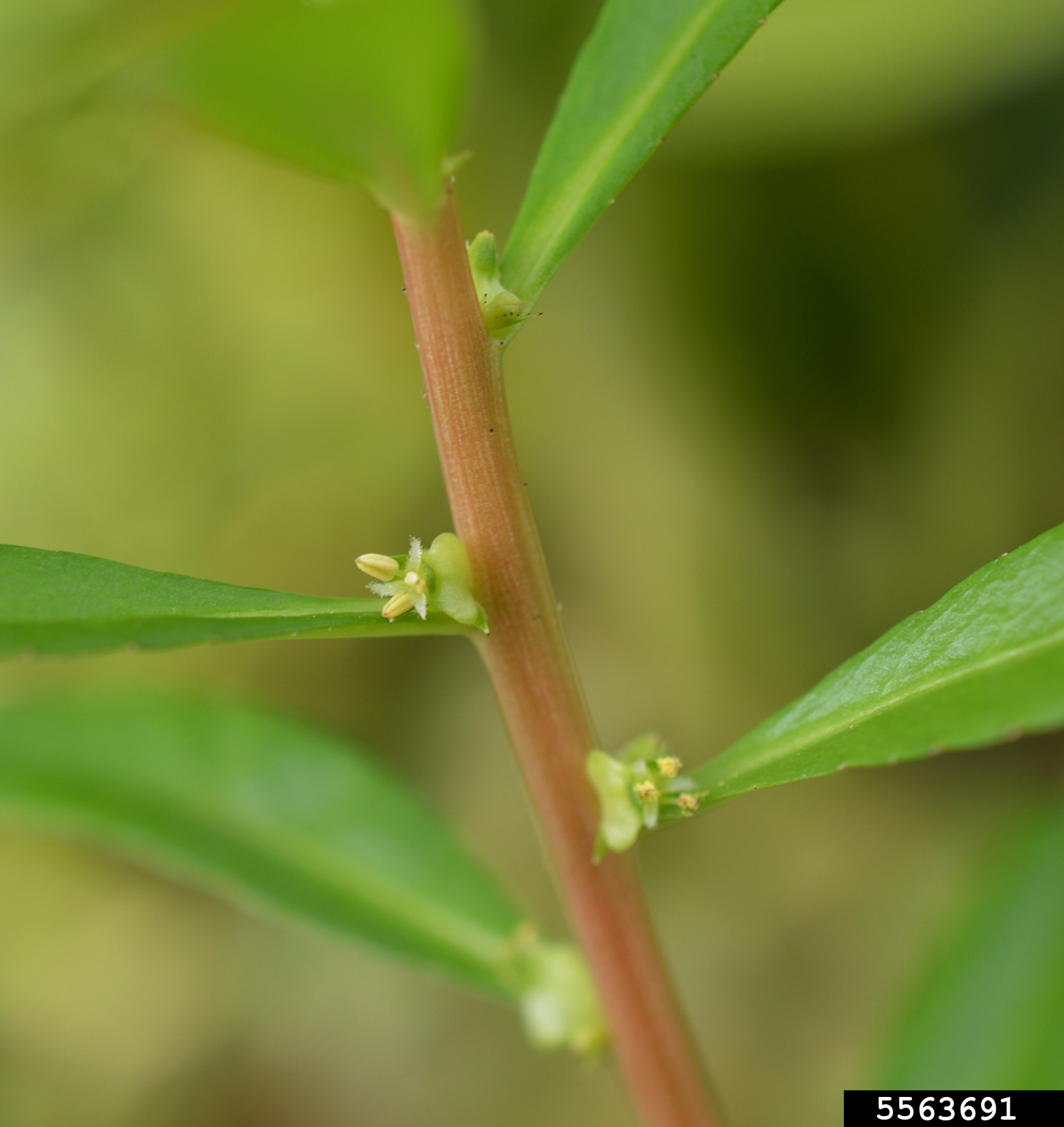 marsh mermaidweed (Proserpinaca palustris)