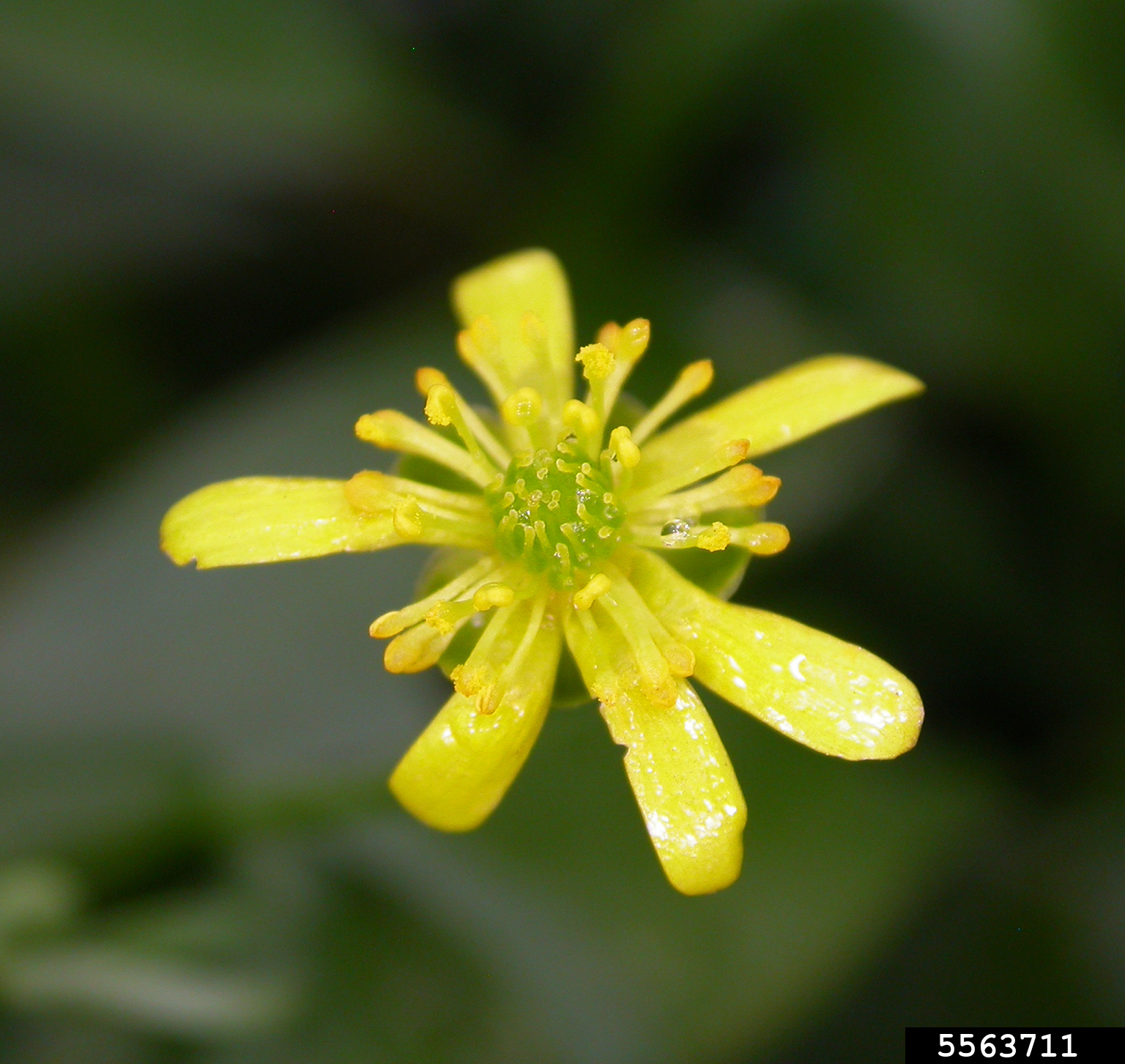 river buttercup (Ranunculus inundatus)