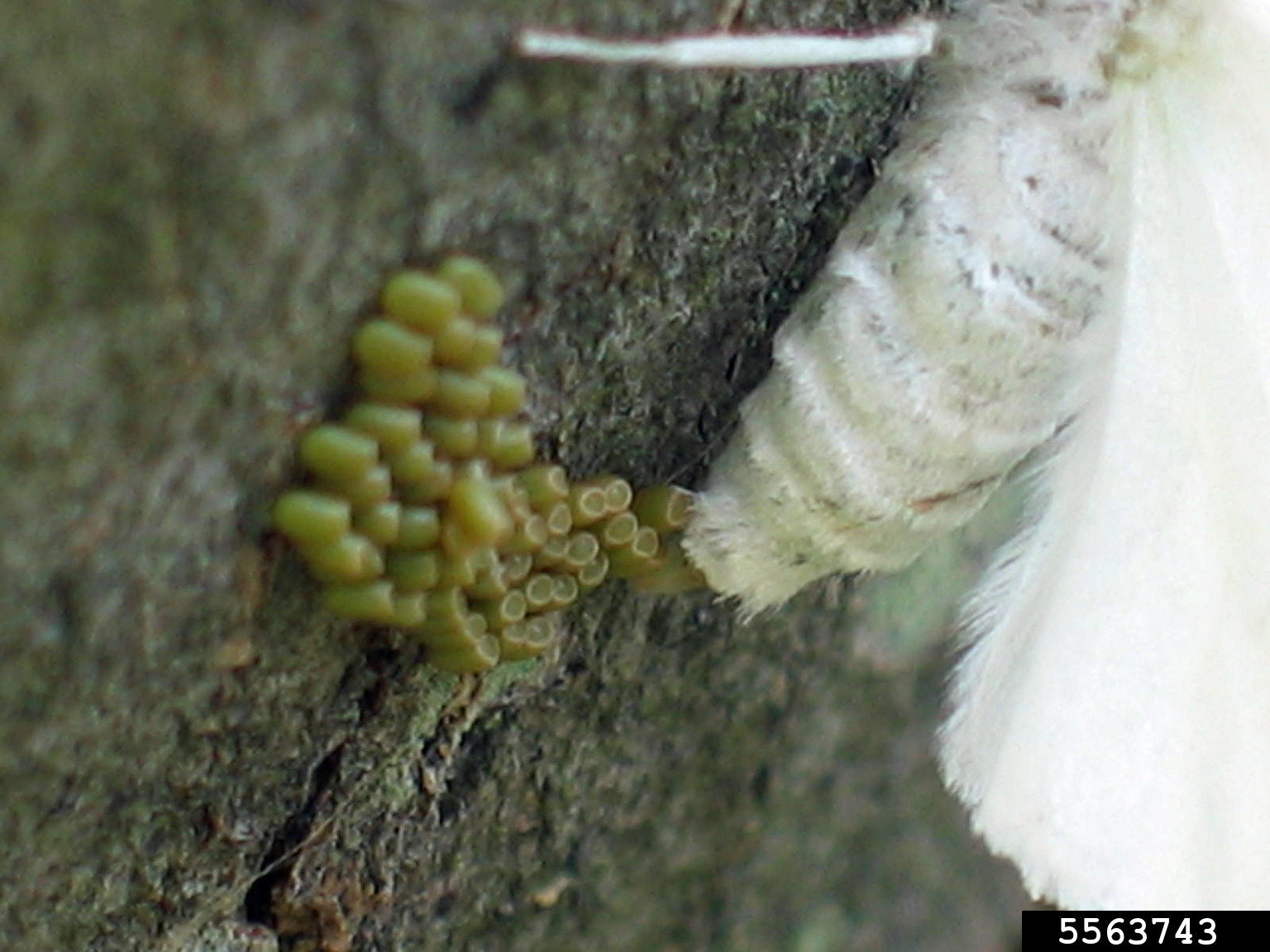 elm spanworm, Ennomos subsignaria (Lepidoptera: Geometridae) - 5563743