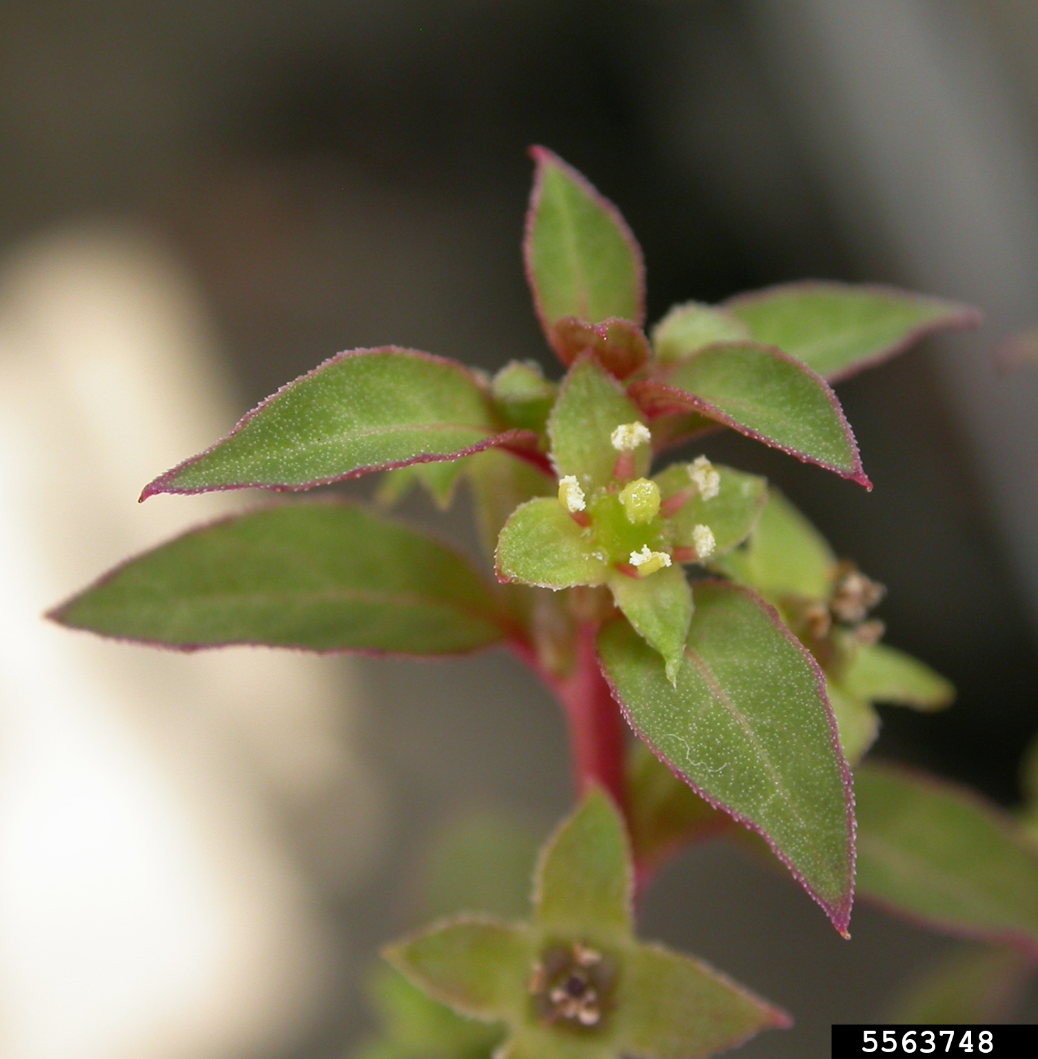 cylindricfruit primrose-willow (Ludwigia glandulosa Walter)