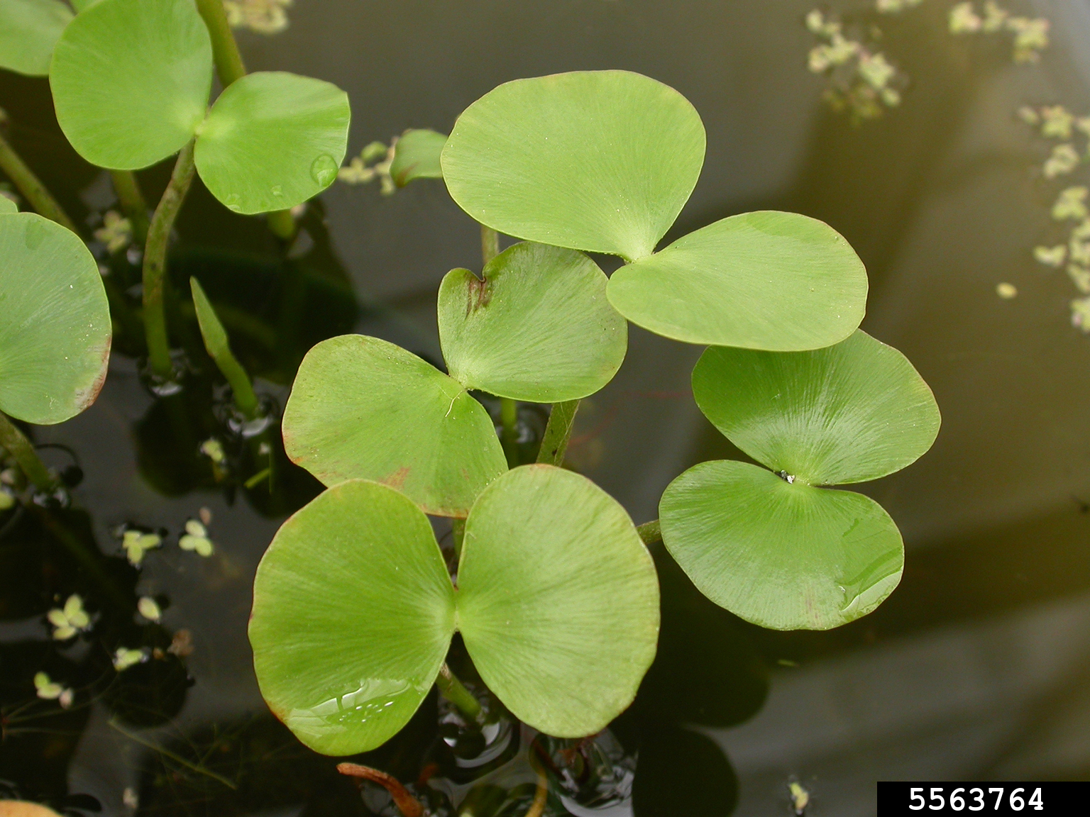 two-leaved marsilea (Regnellidium diphyllum)