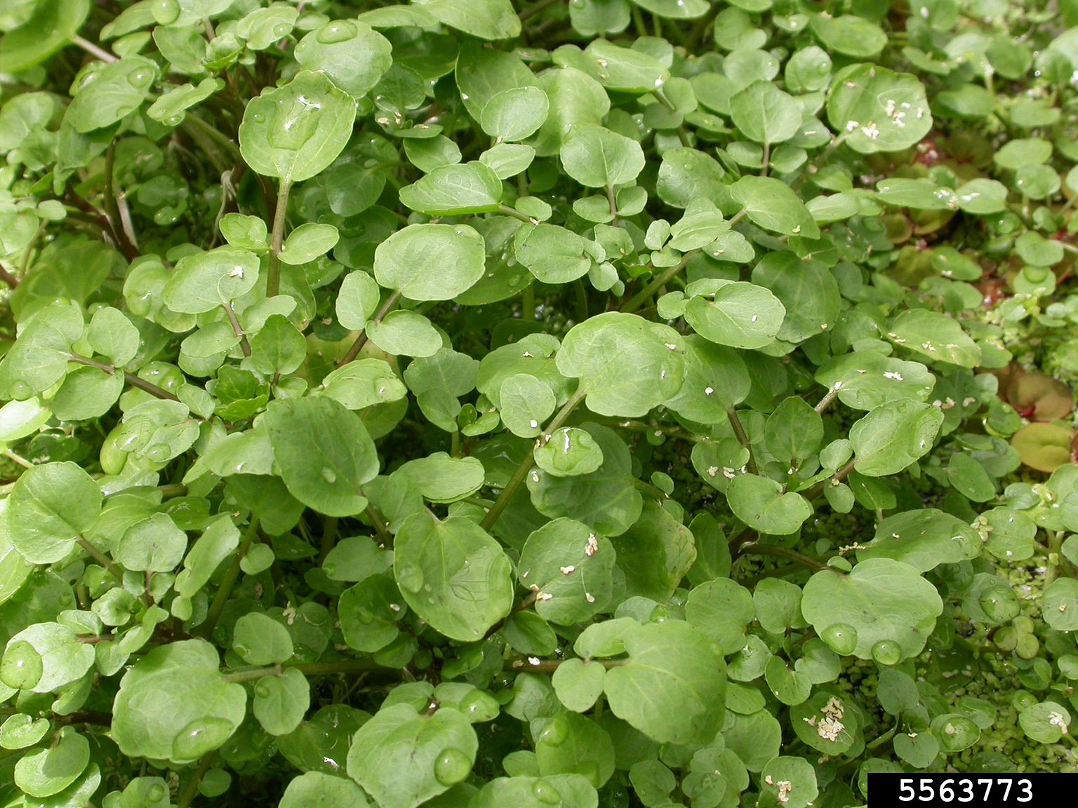 watercress (Nasturtium officinale)