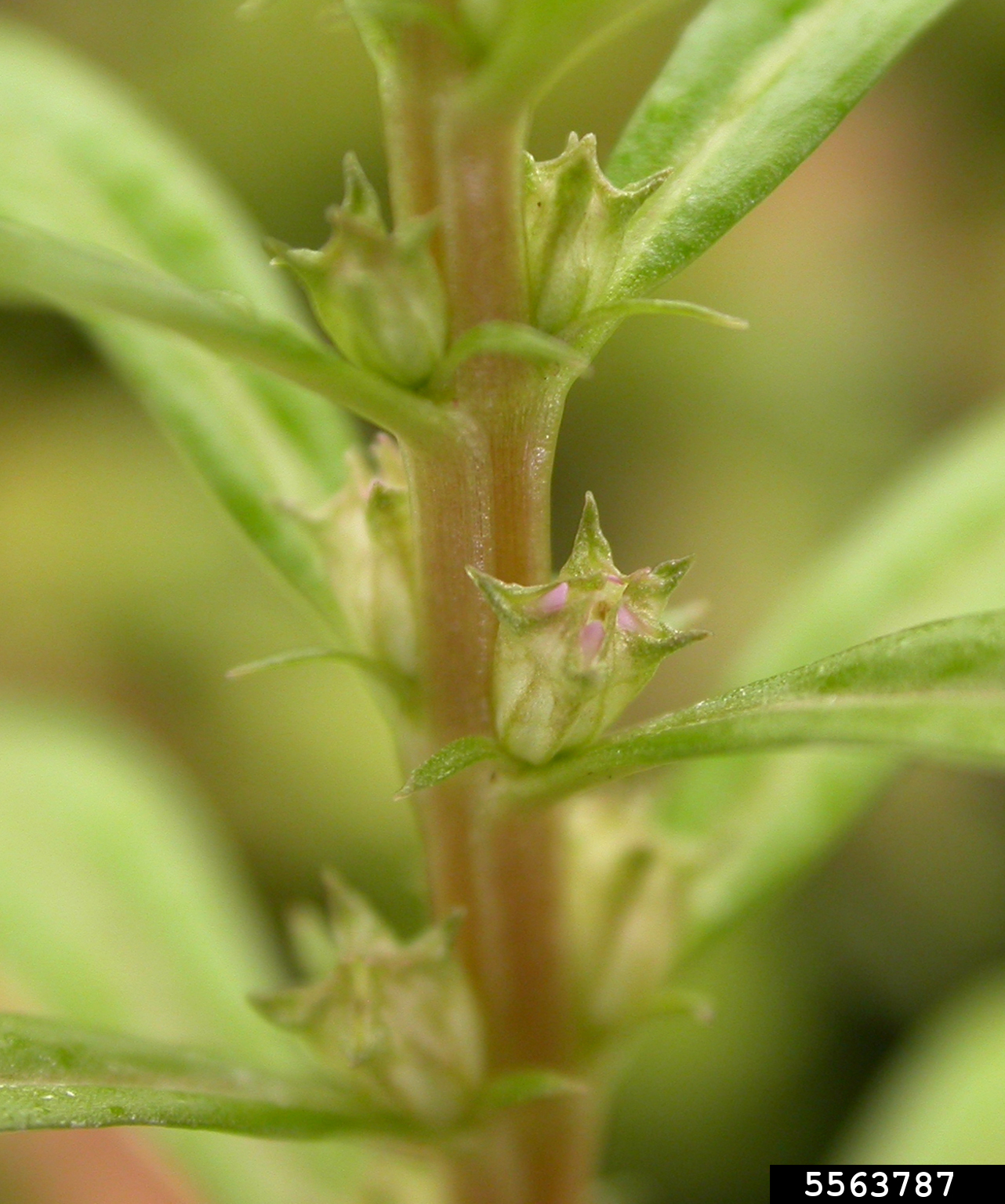 toothcup (Rotala ramosior (L.) Koehne)