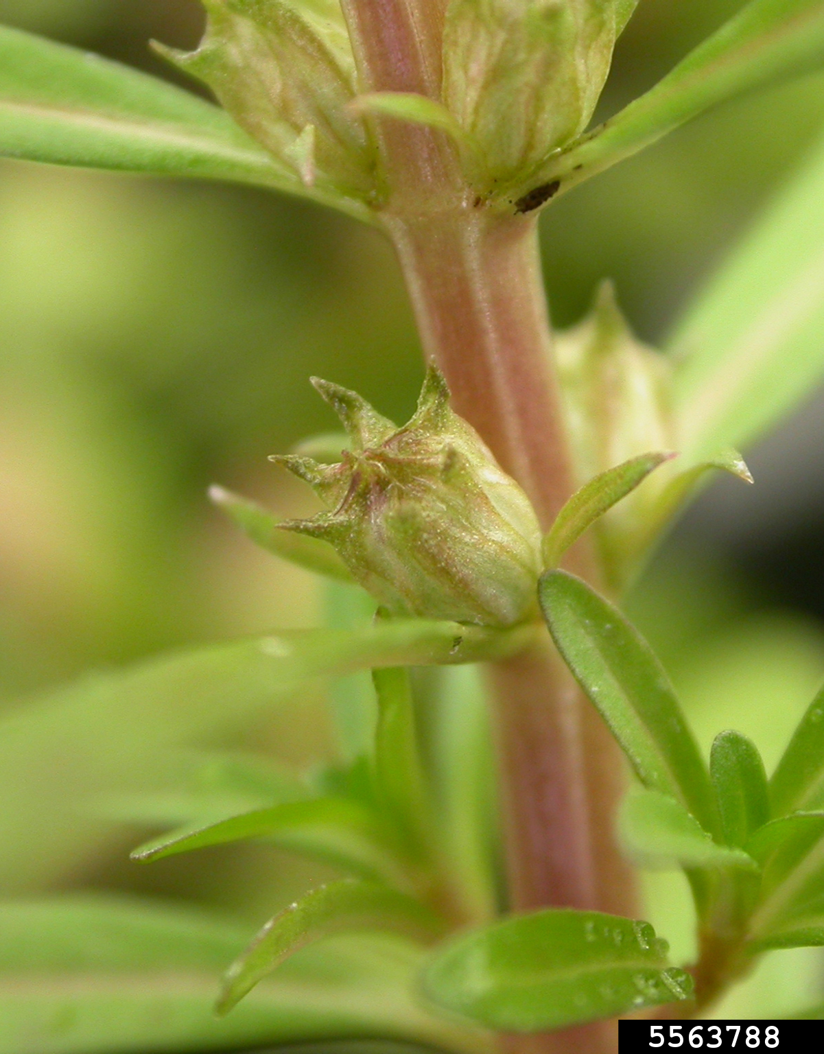 toothcup (Rotala ramosior (L.) Koehne)