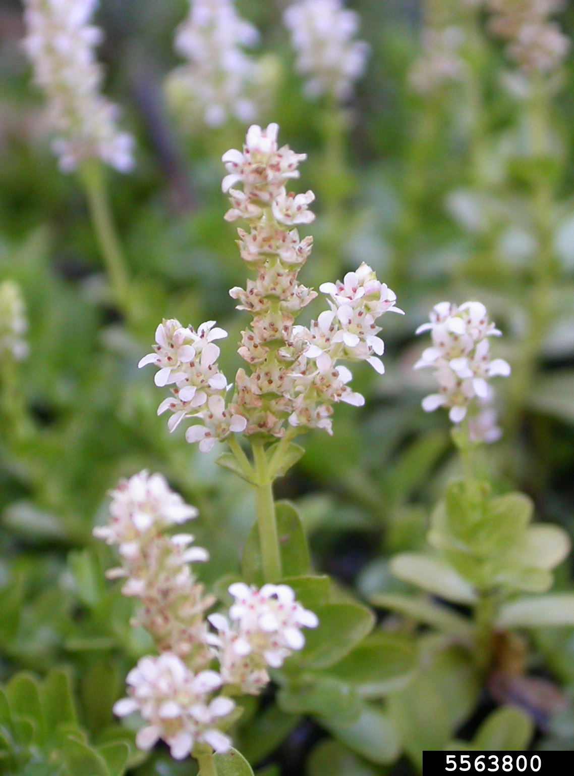 roundleaf toothcup (Rotala rotundifolia)