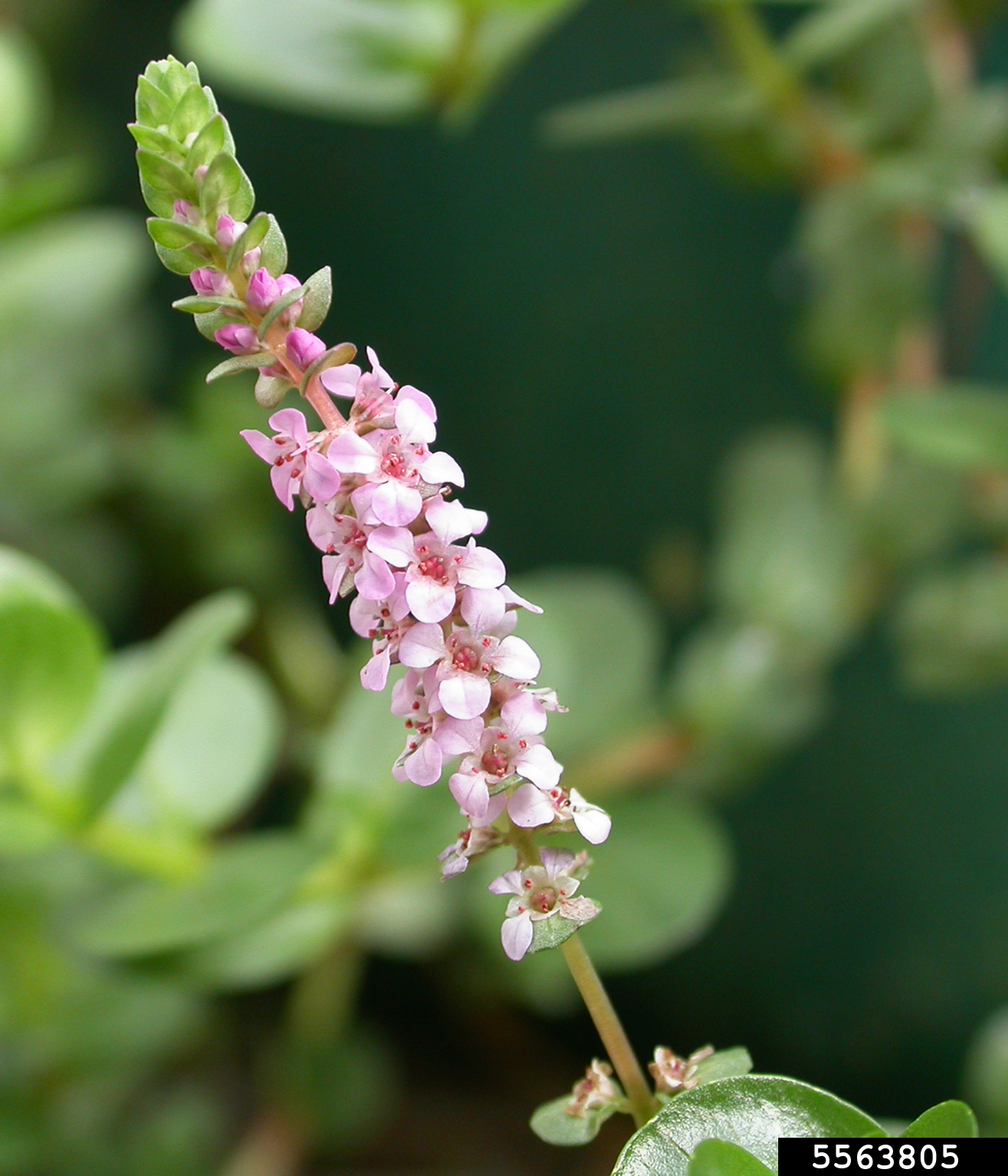 roundleaf toothcup (Rotala rotundifolia (Buch.-Ham. ex Roxb.) Koehne)