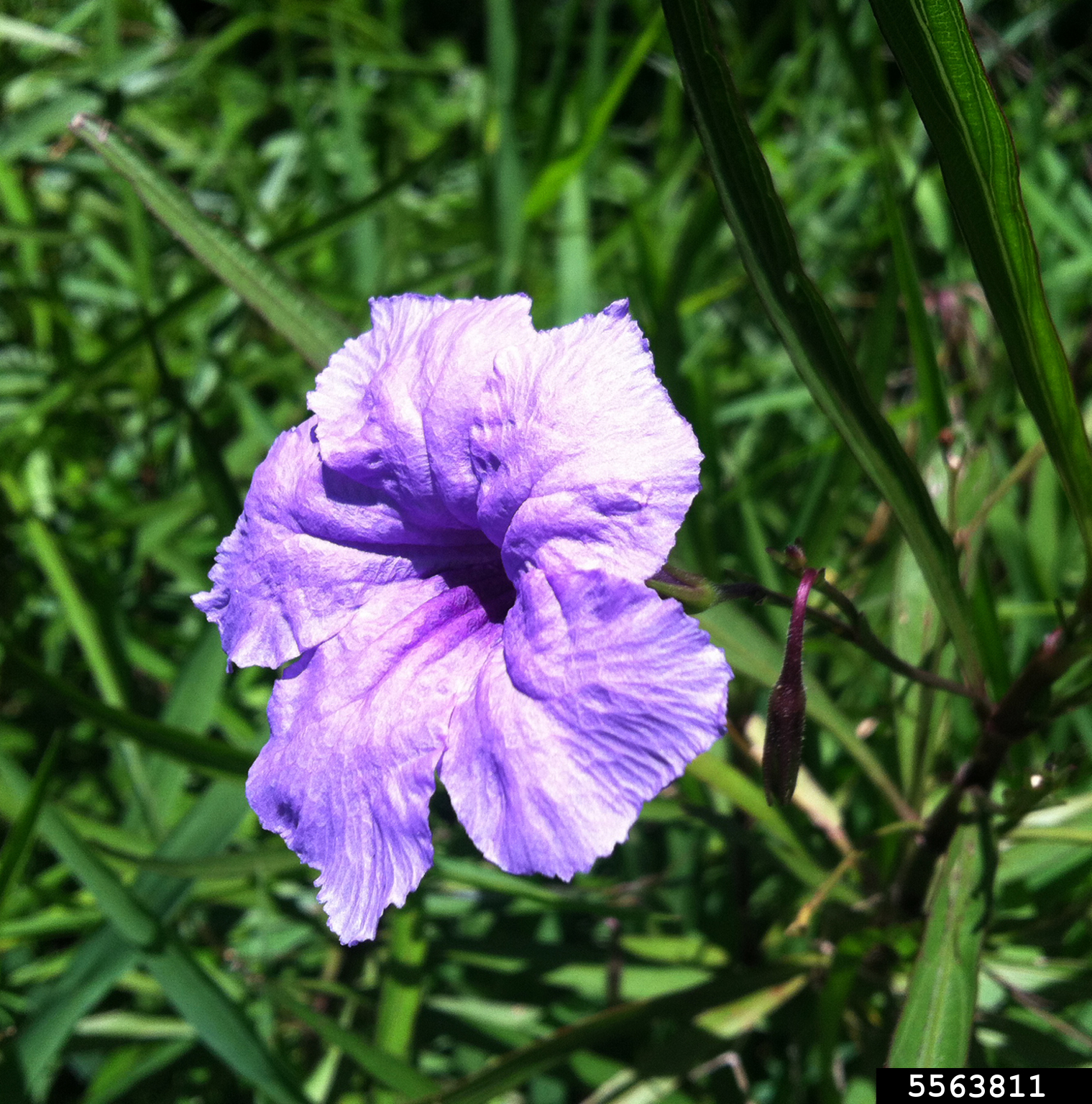 wild petunia (Genus Ruellia)