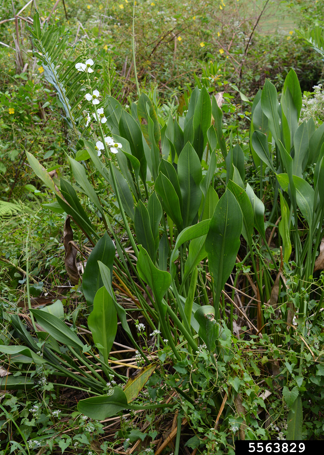 arrowhead (Genus Sagittaria)