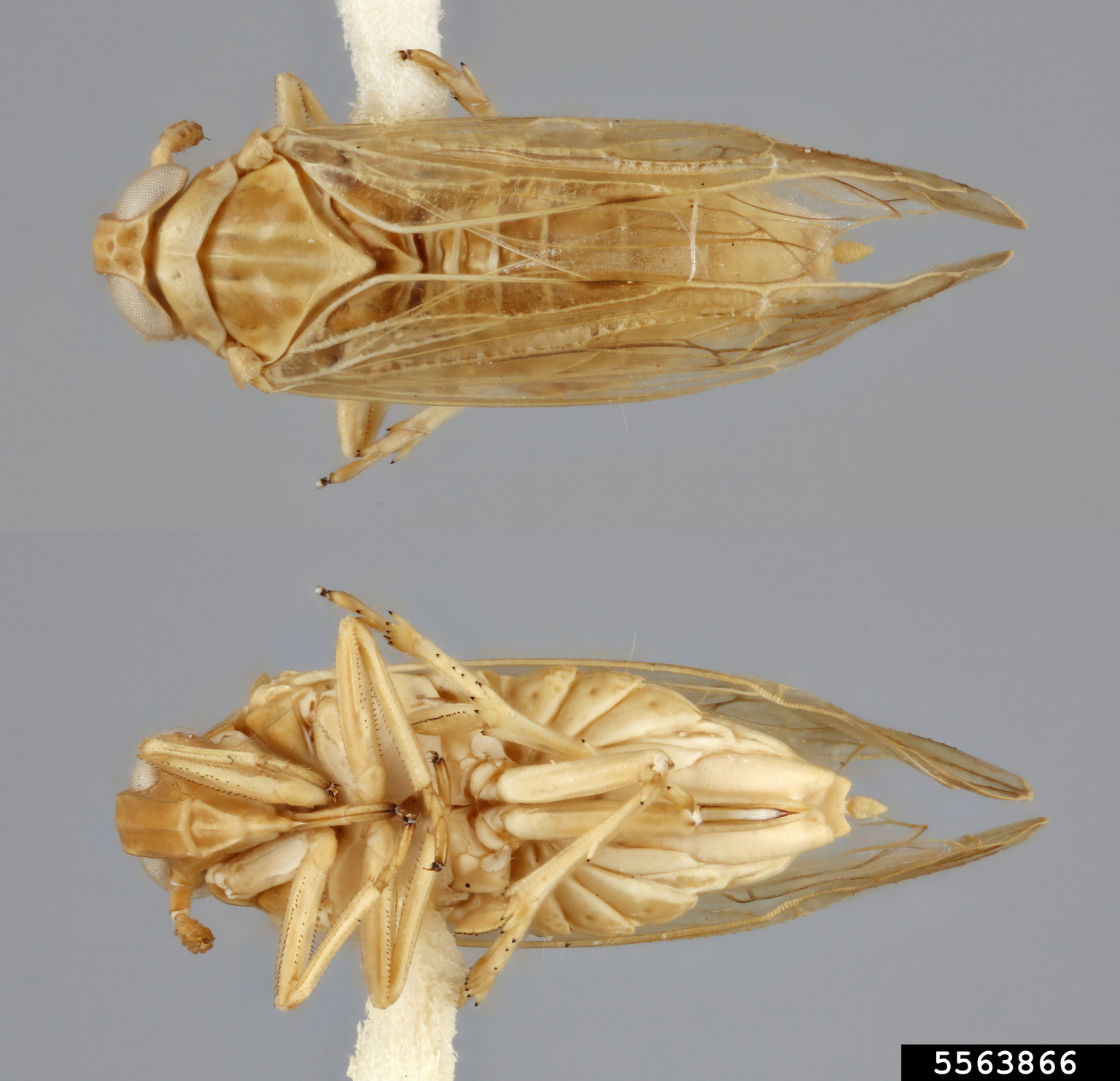 brown planthopper (Nilaparvata lugens)