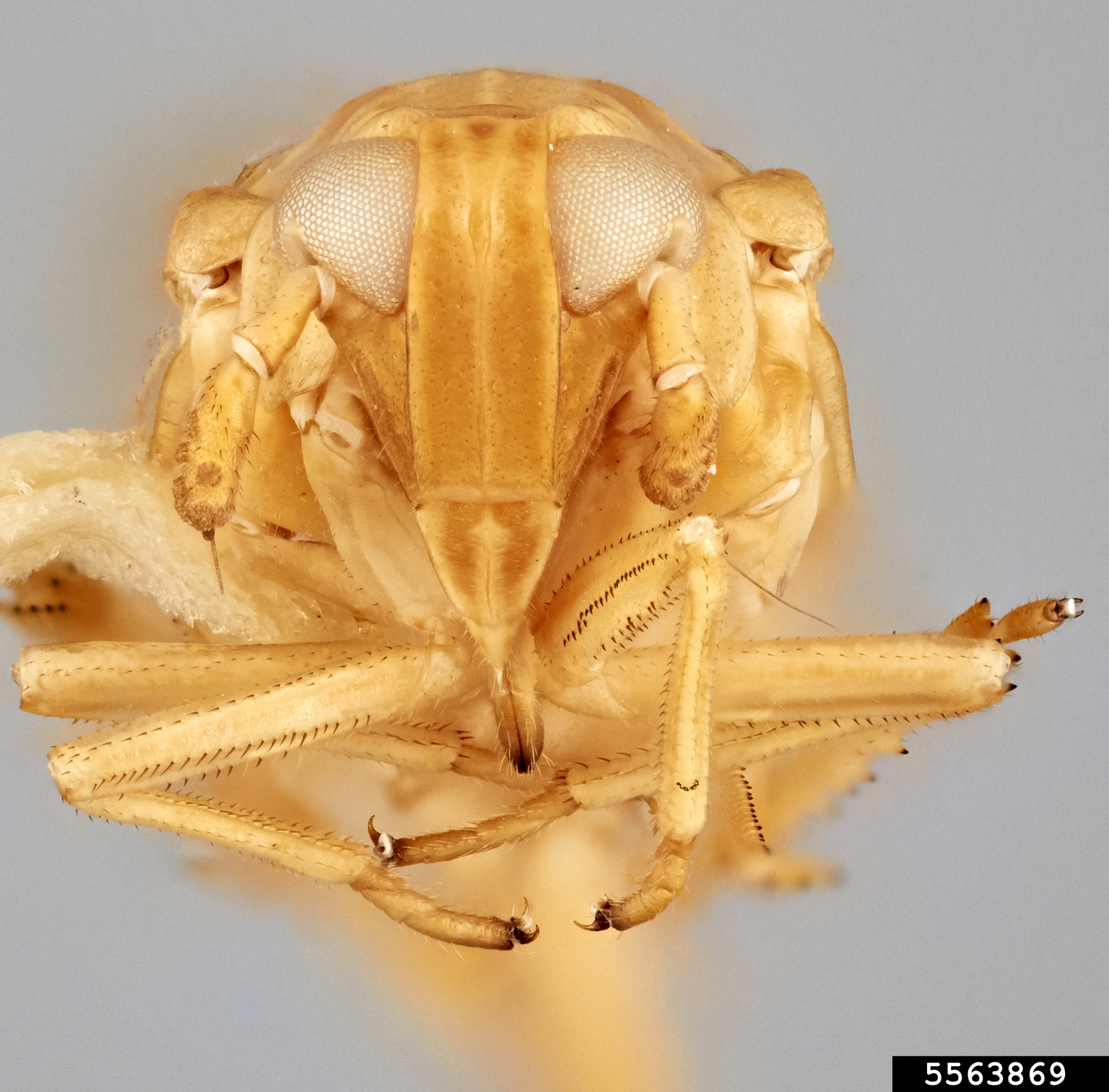 brown planthopper (Nilaparvata lugens (Stal))