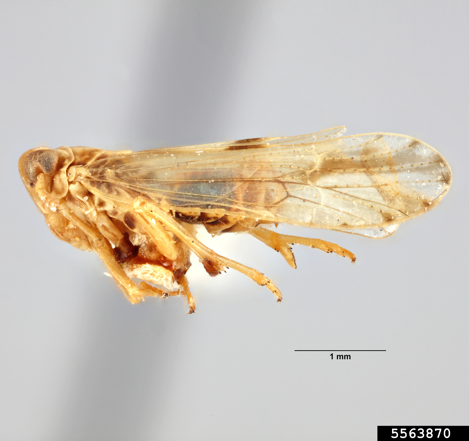 Planthopper (Numata muiri)