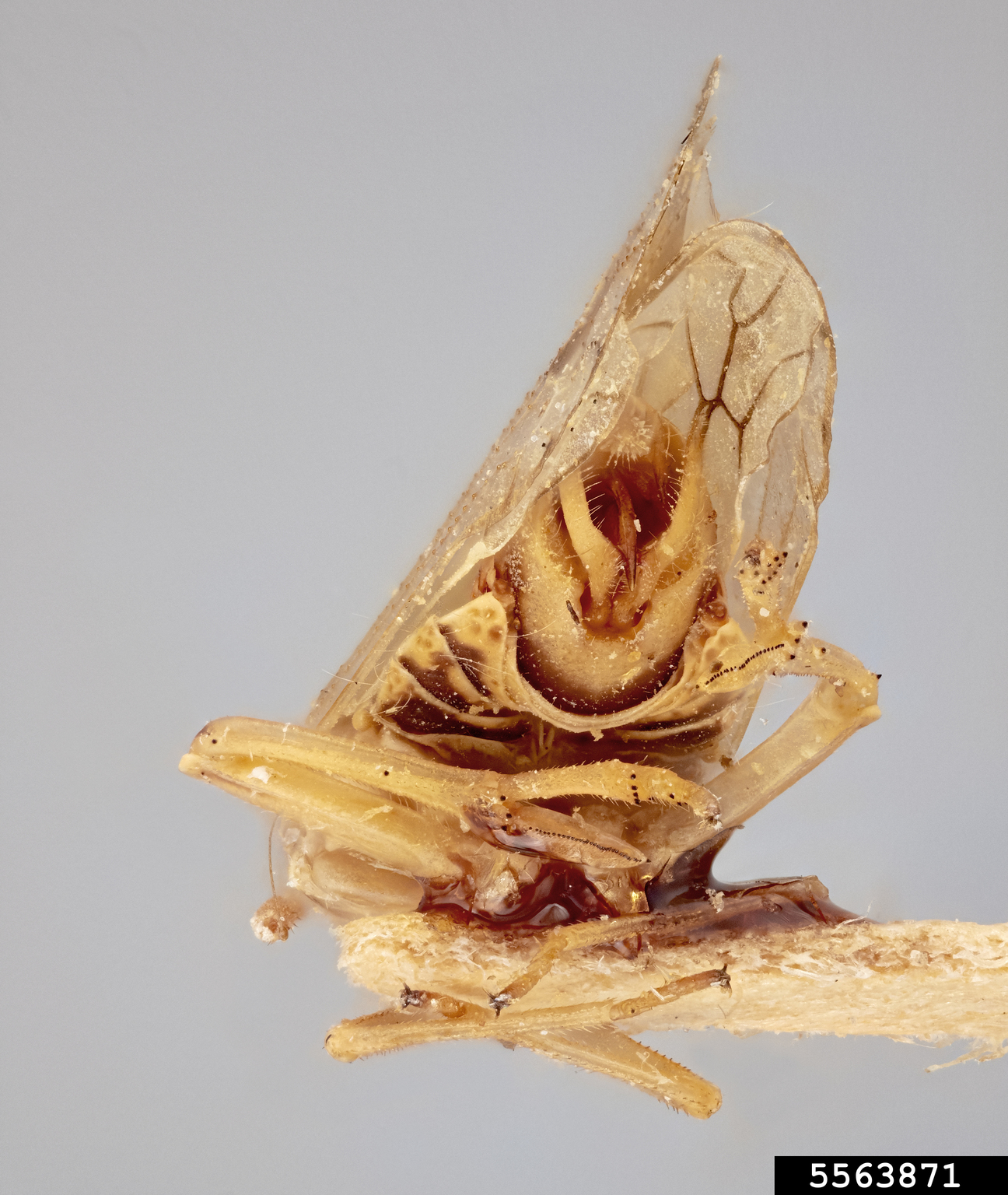 Planthopper (Numata muiri)