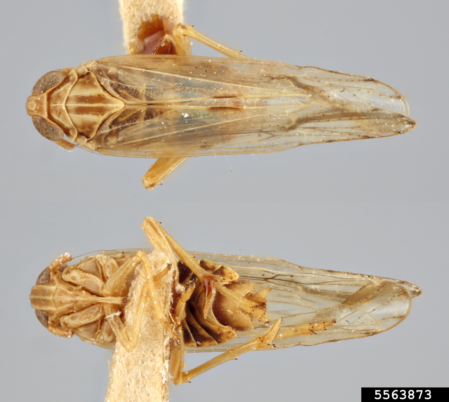 Planthopper (Numata muiri (Kirkaldy))