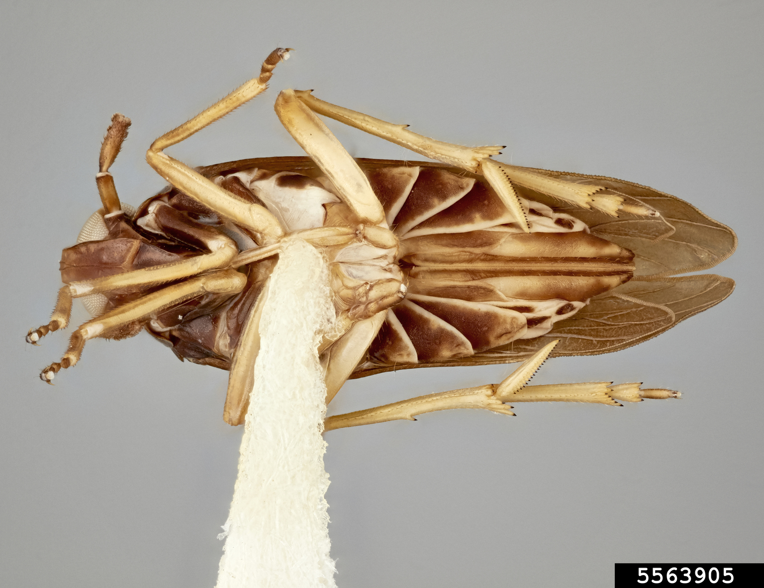 Taro Planthopper (Tarophagus proserpina)