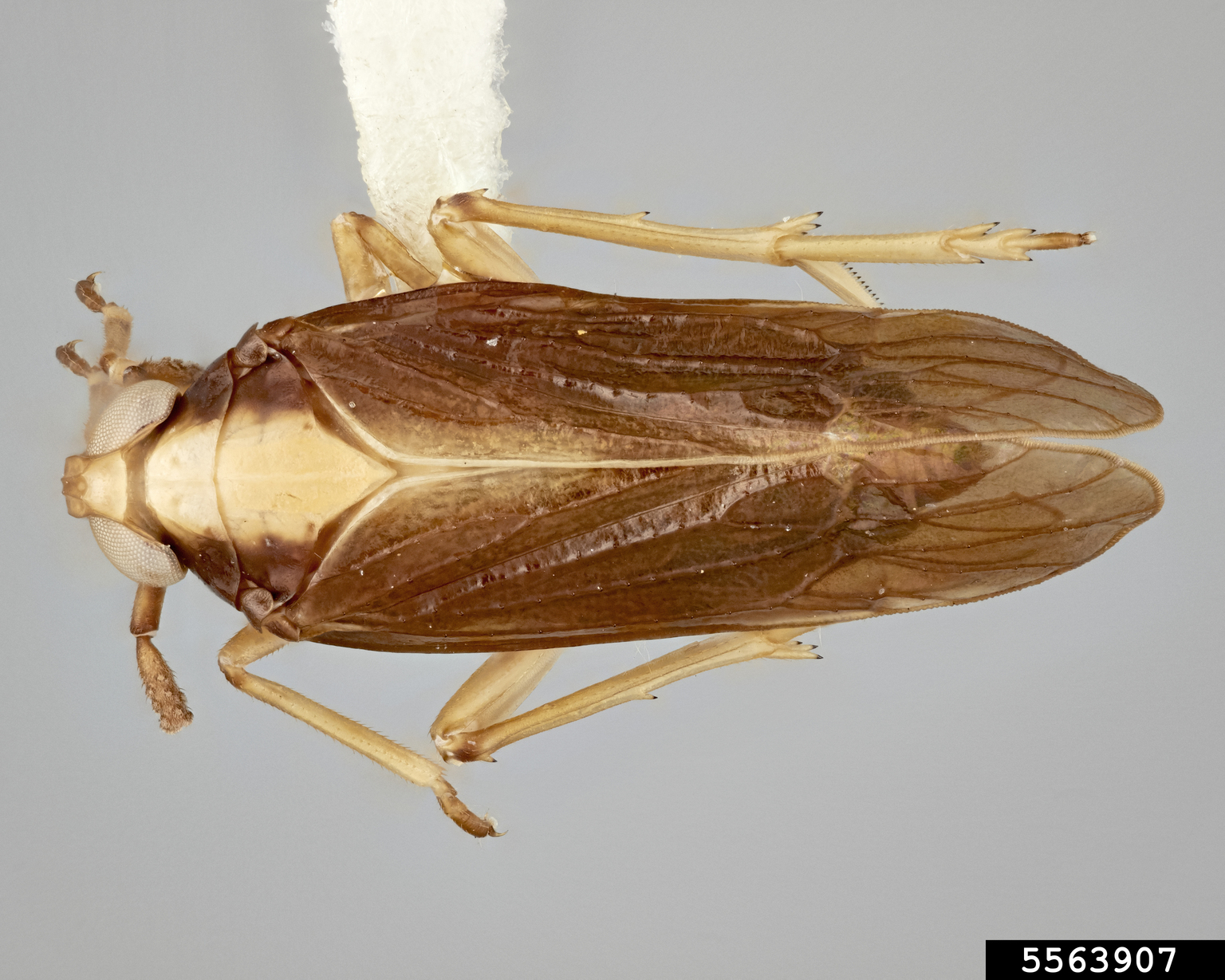 Taro Planthopper (Tarophagus proserpina)