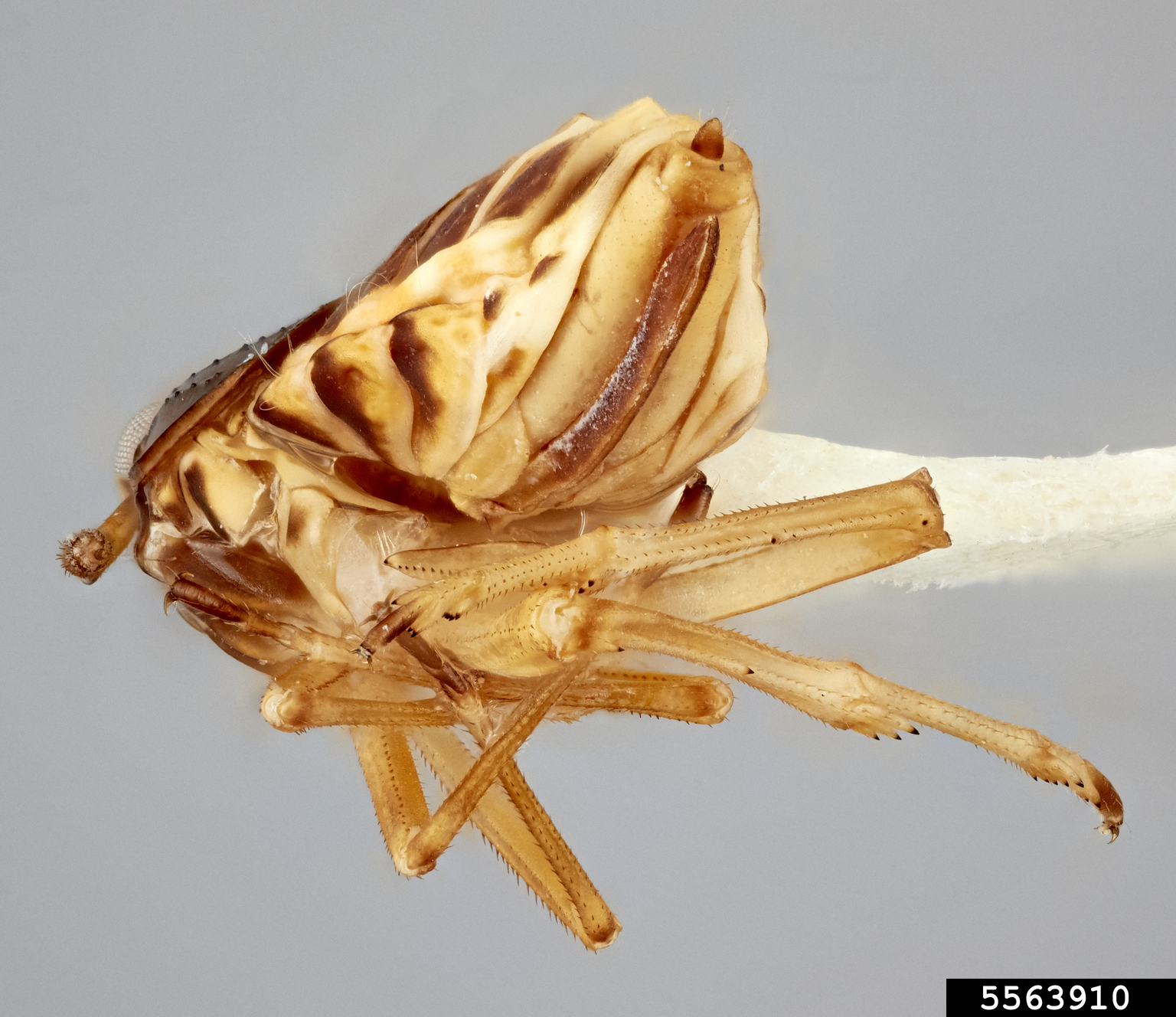 Taro Planthopper (Tarophagus proserpina (Kirkaldy, 1907))
