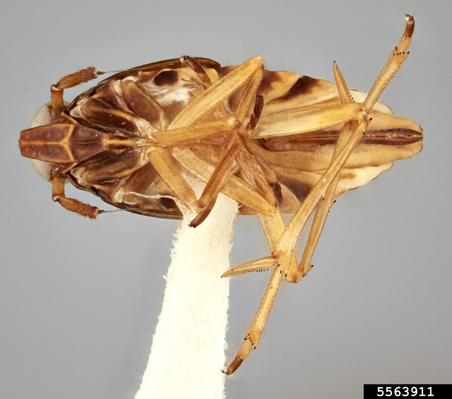 Taro Planthopper (Tarophagus proserpina (Kirkaldy, 1907))