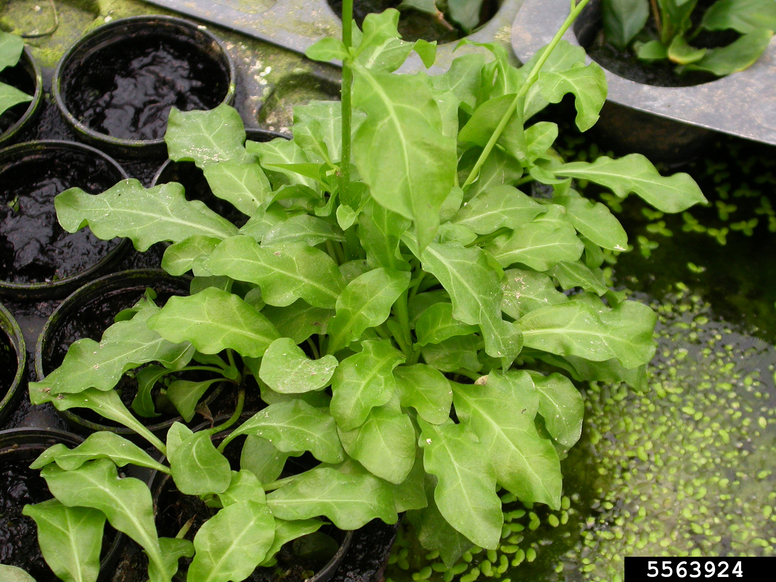 seaside brookweed (Samolus valerandi)