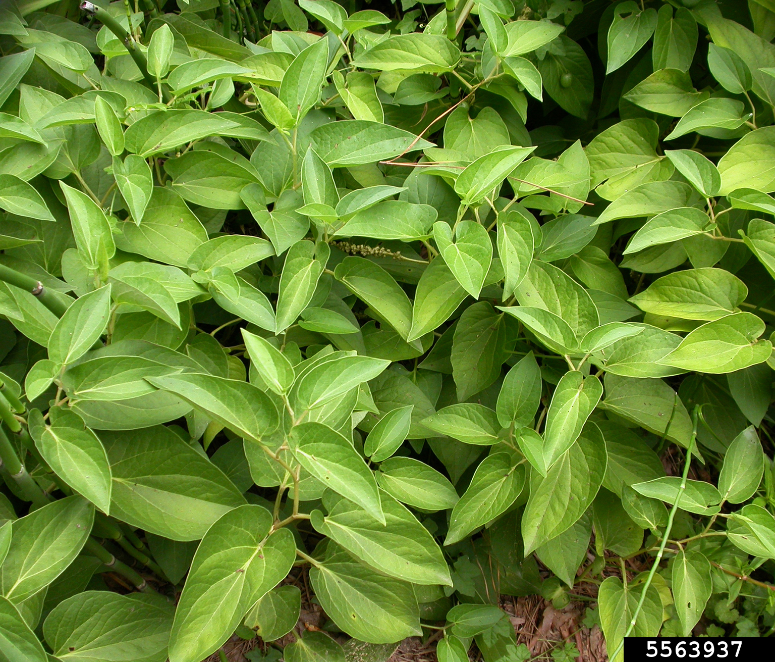 lizardstail (Saururus cernuus)