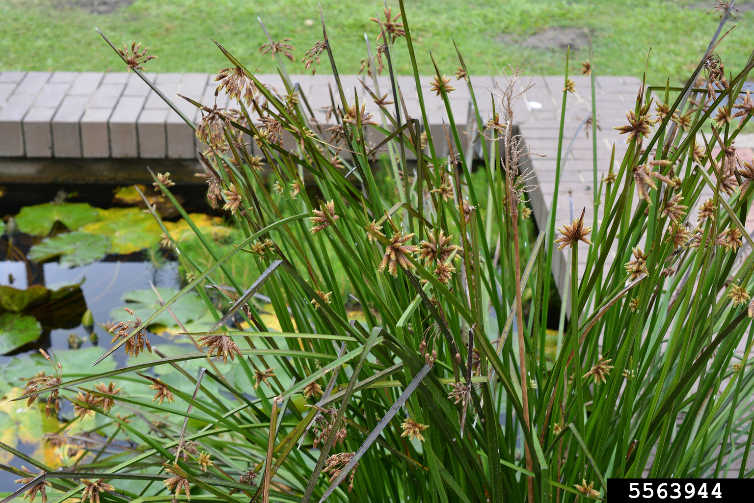 ricefield bulrush (Schoenoplectiella mucronata)