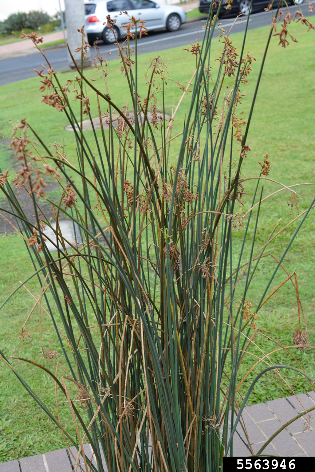 softstem bulrush (Schoenoplectus tabernaemontani (K.C. Gmel.) Palla)