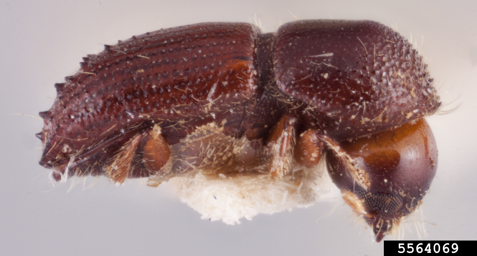 ambrosia beetle (Ambrosiophilus consimilis (Eggers))