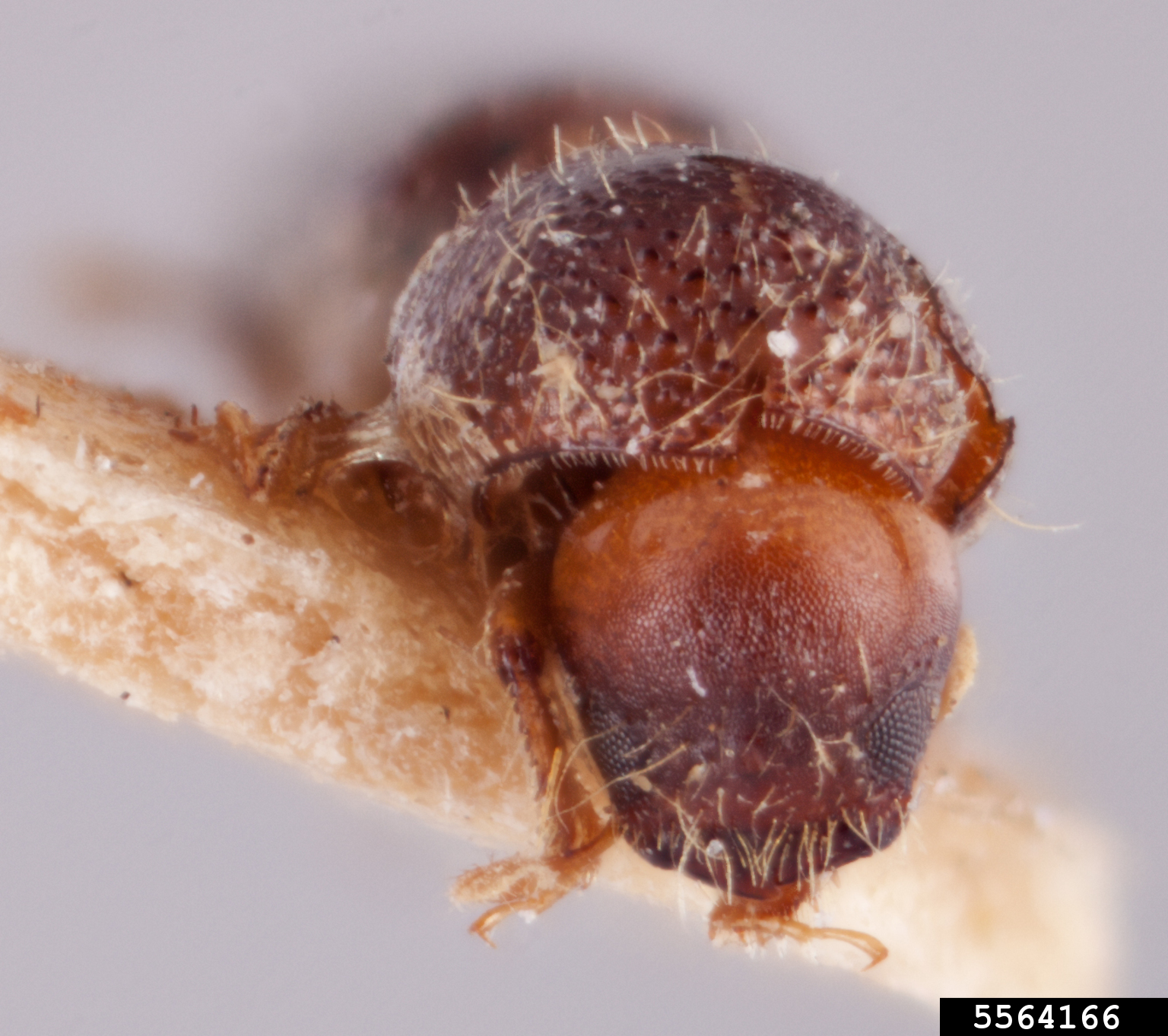 ambrosia beetle (Ambrosiophilus indicus Smith, Beaver, Cognato)