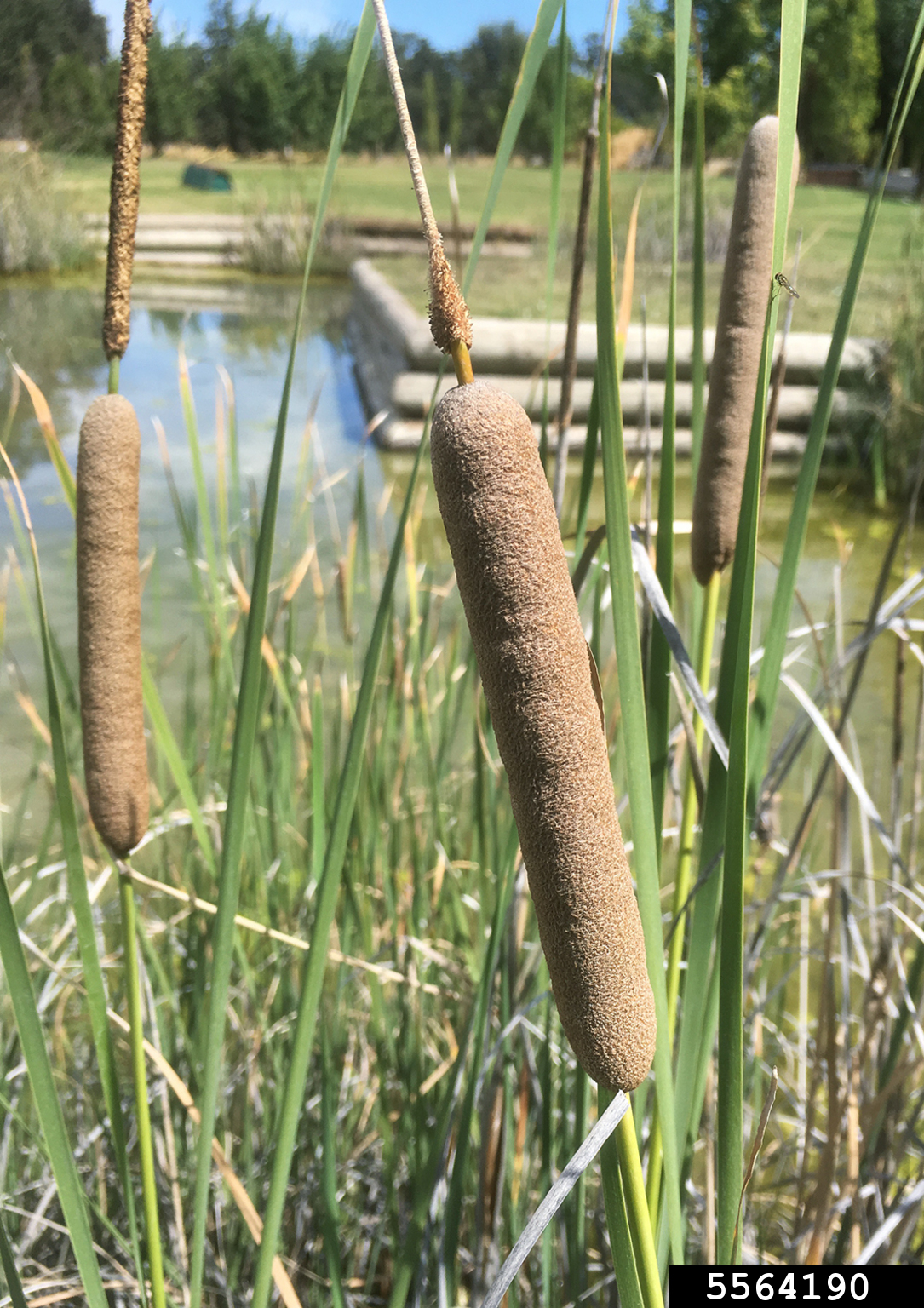 cattail (Genus Typha)